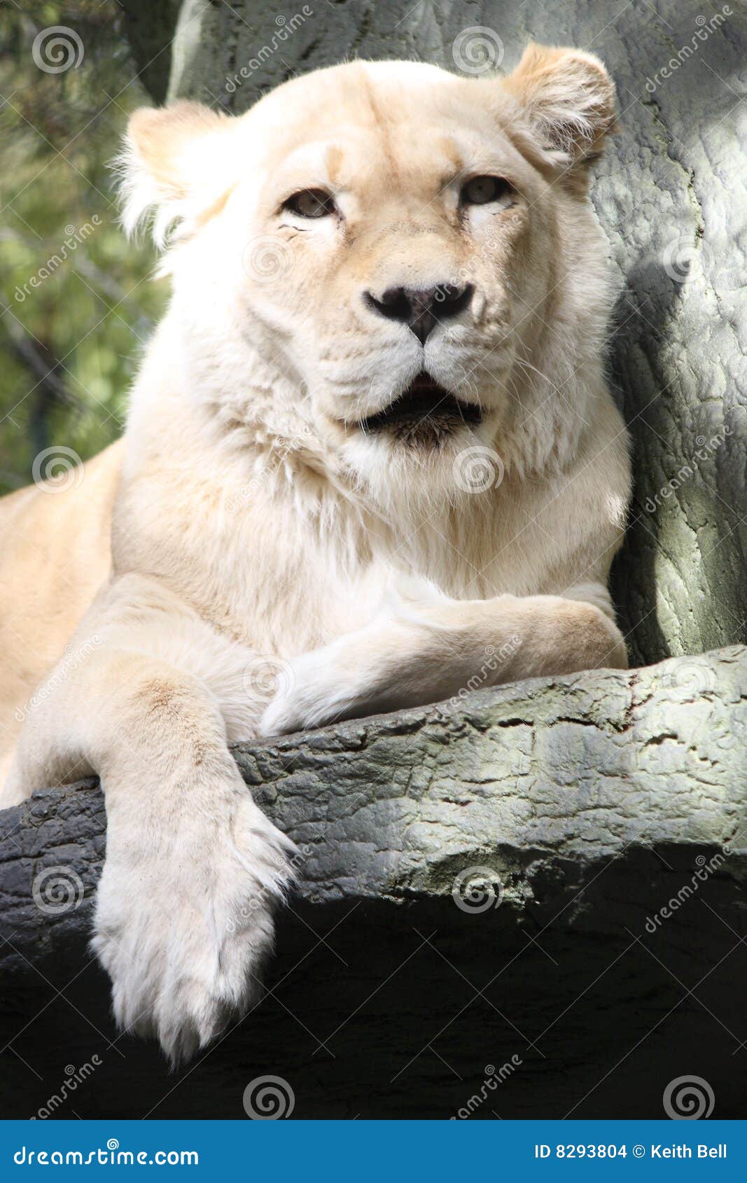 White Lioness stock photo. Image of predator, nose, lion - 8293804