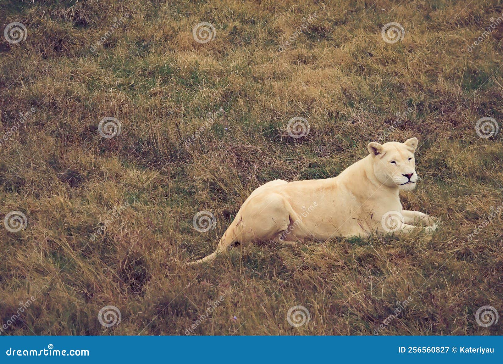 White Lioness Lies and Rests on a Outdoors in a Protected Area Stock ...