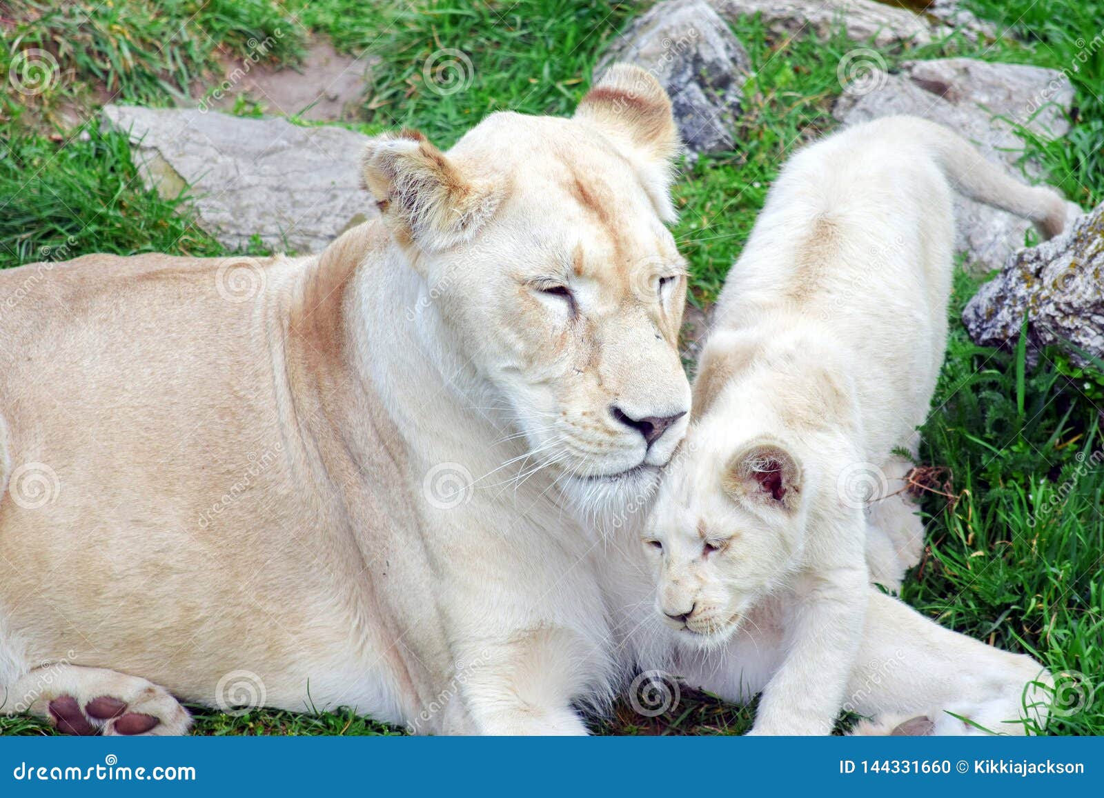 White Lioness Panthera Leo Krugeri Resting with Cub Stock Photo - Image ...