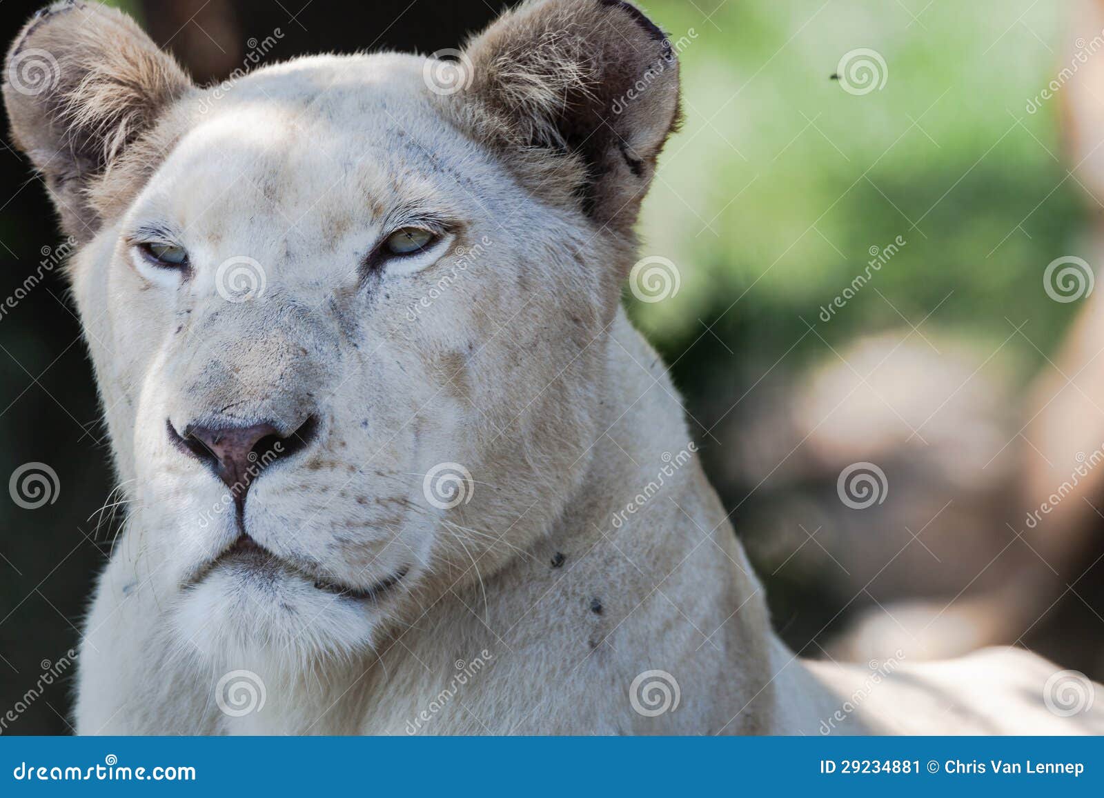 White Lioness Wildlife stock image. Image of close, dangerous - 29234881