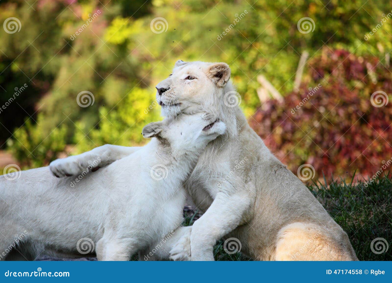 White lions stock photo. Image of nature, close, lovely - 47174558