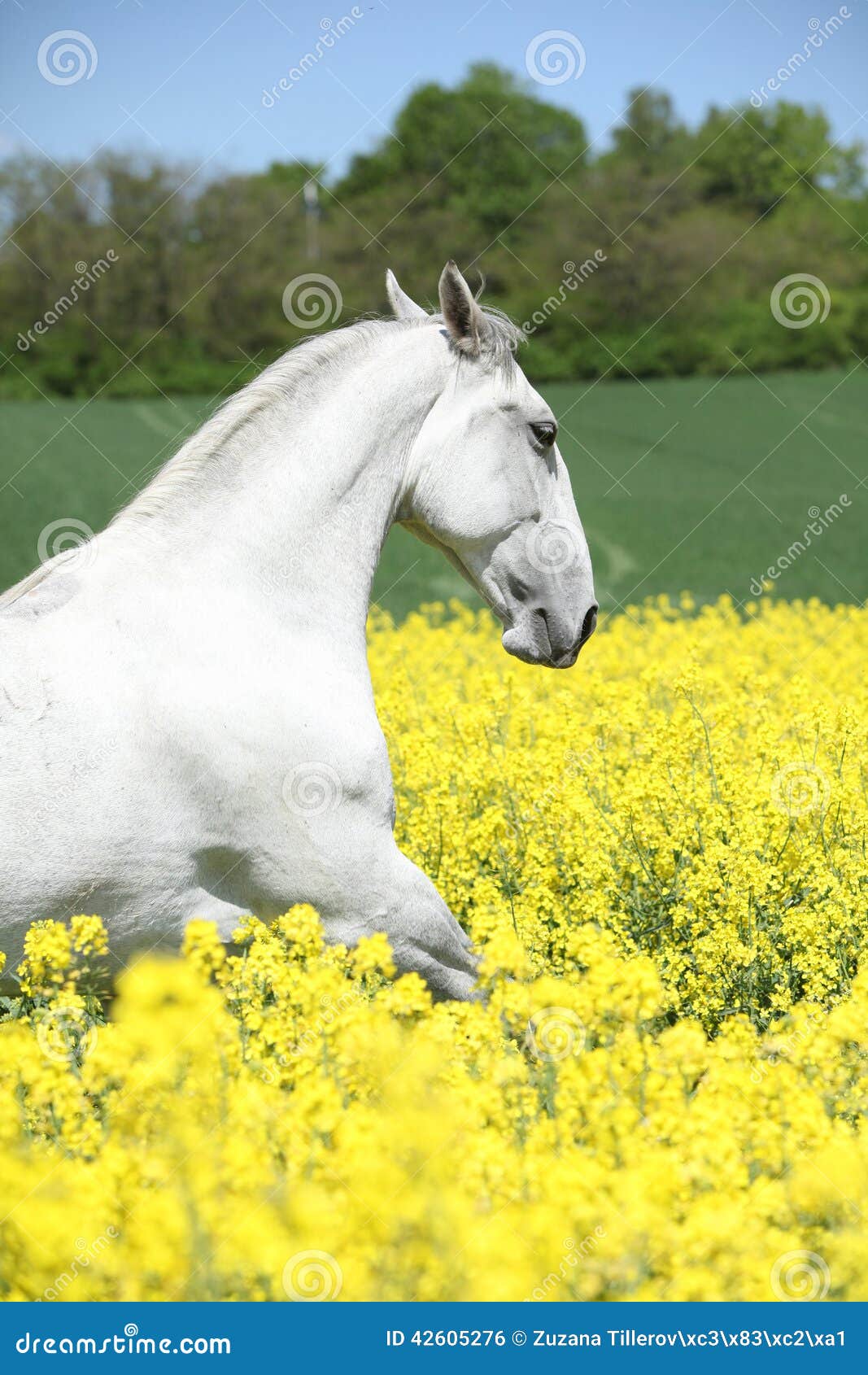 White Lipizzaner in Colza Field Stock Photo - Image of fast, mammal ...