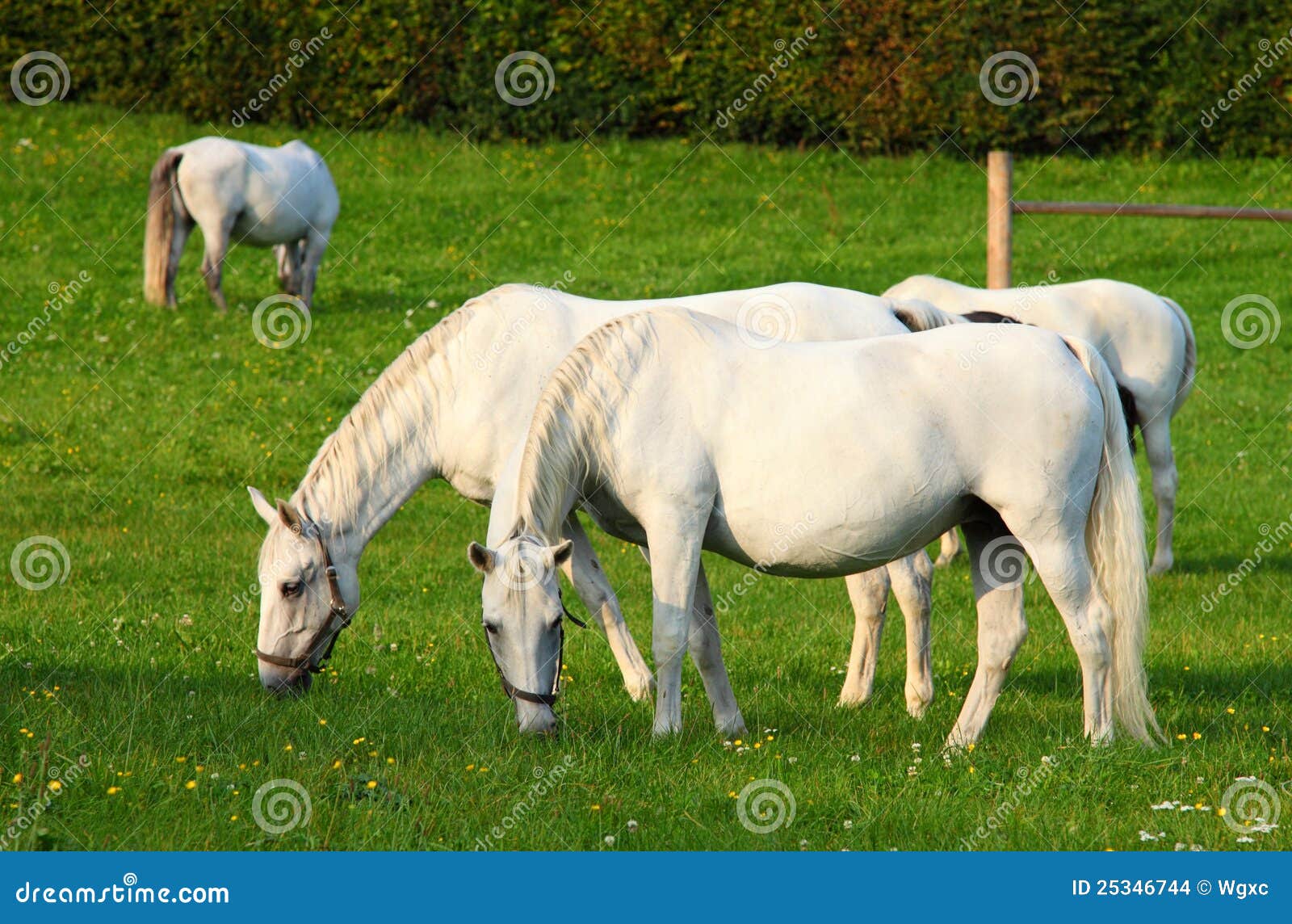 White lipizzaner horse stock photo. Image of meadow, lipizzaner - 25346744