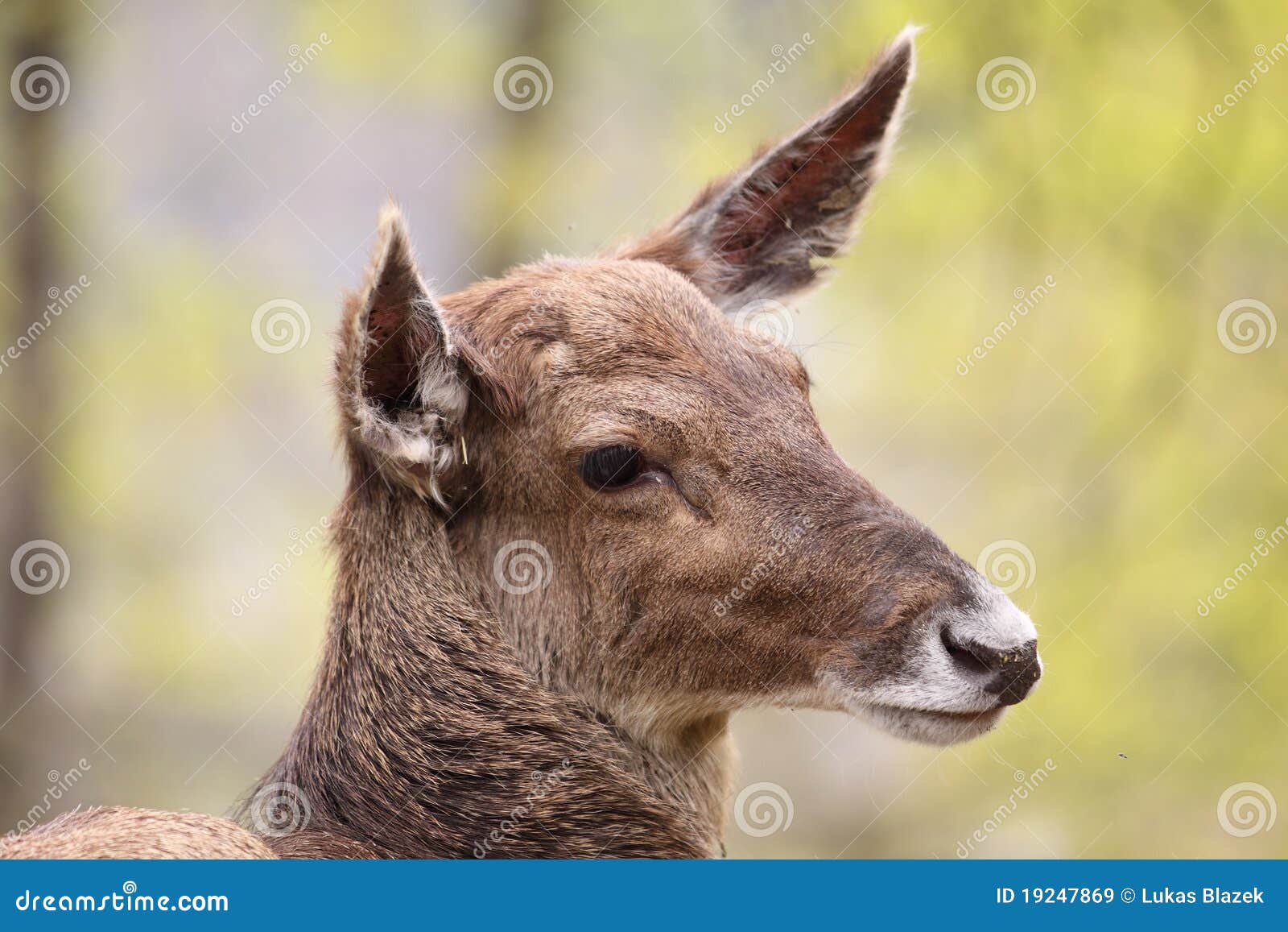 White-lipped deer stock image. Image of albirostris, mammal - 19247869
