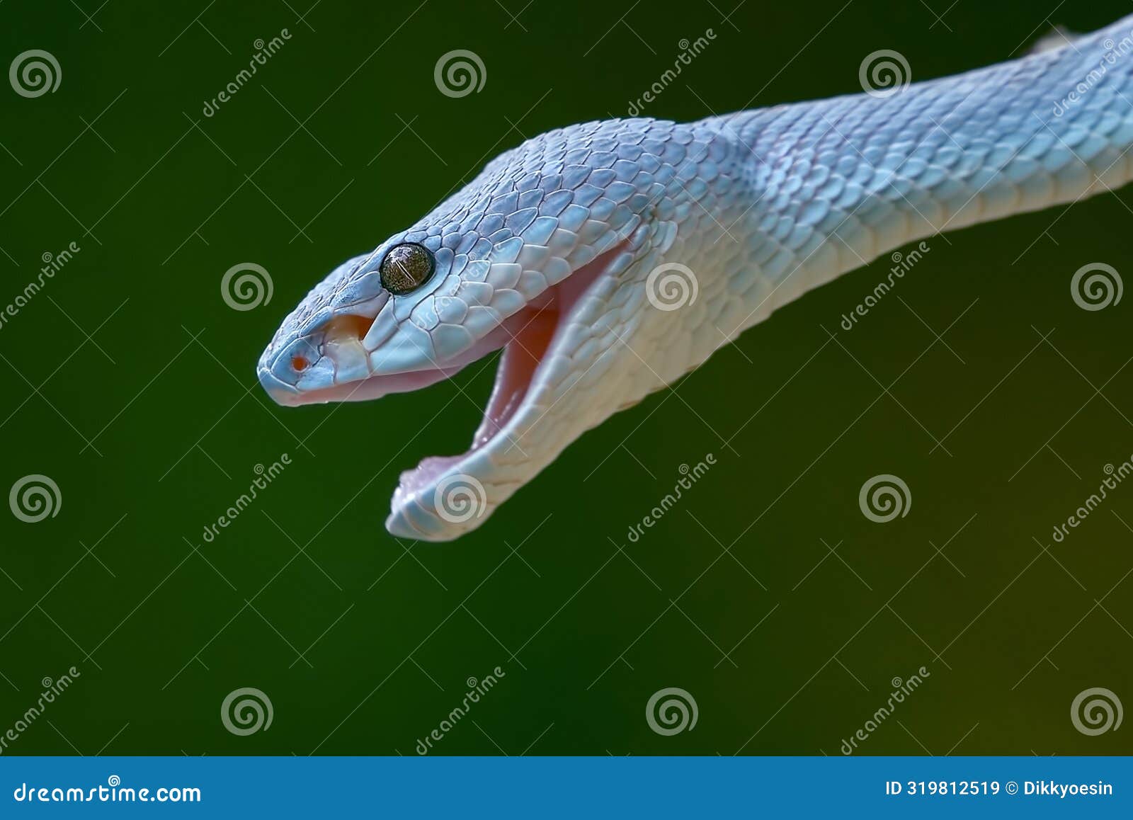 The White-lipped Island Pit Viper on Tree Branch Stock Image - Image of ...