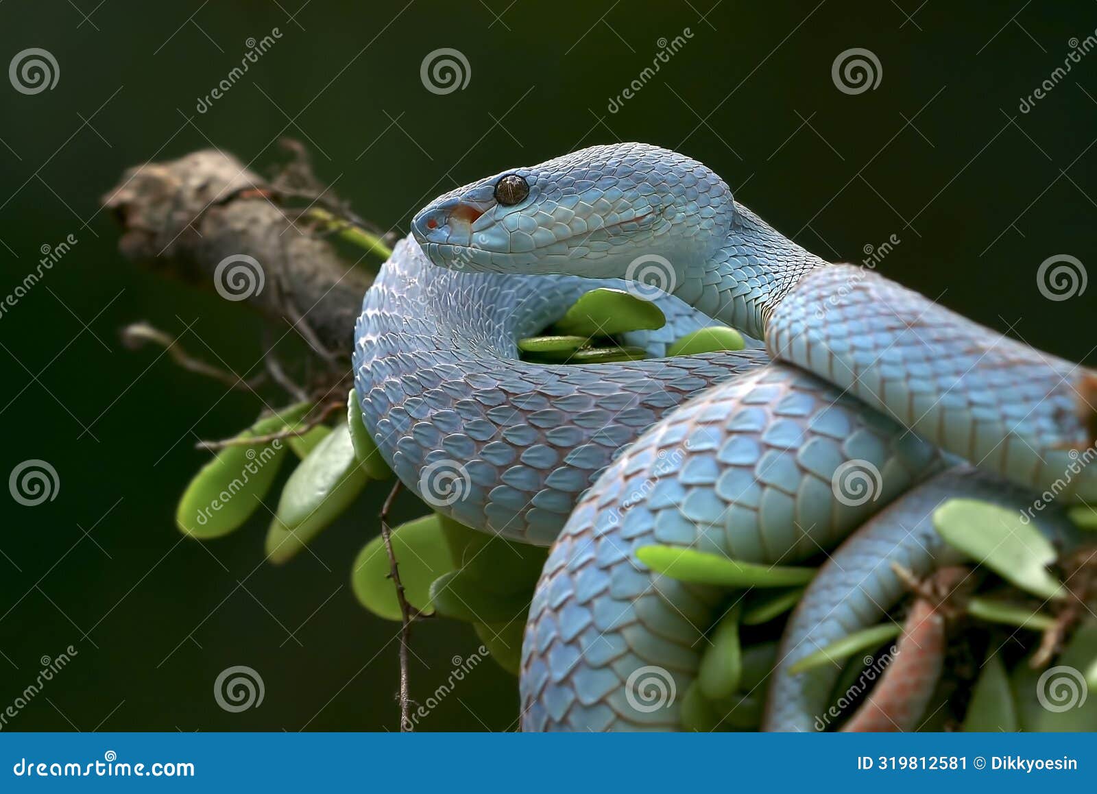 The White-lipped Island Pit Viper on Tree Branch Stock Image - Image of ...