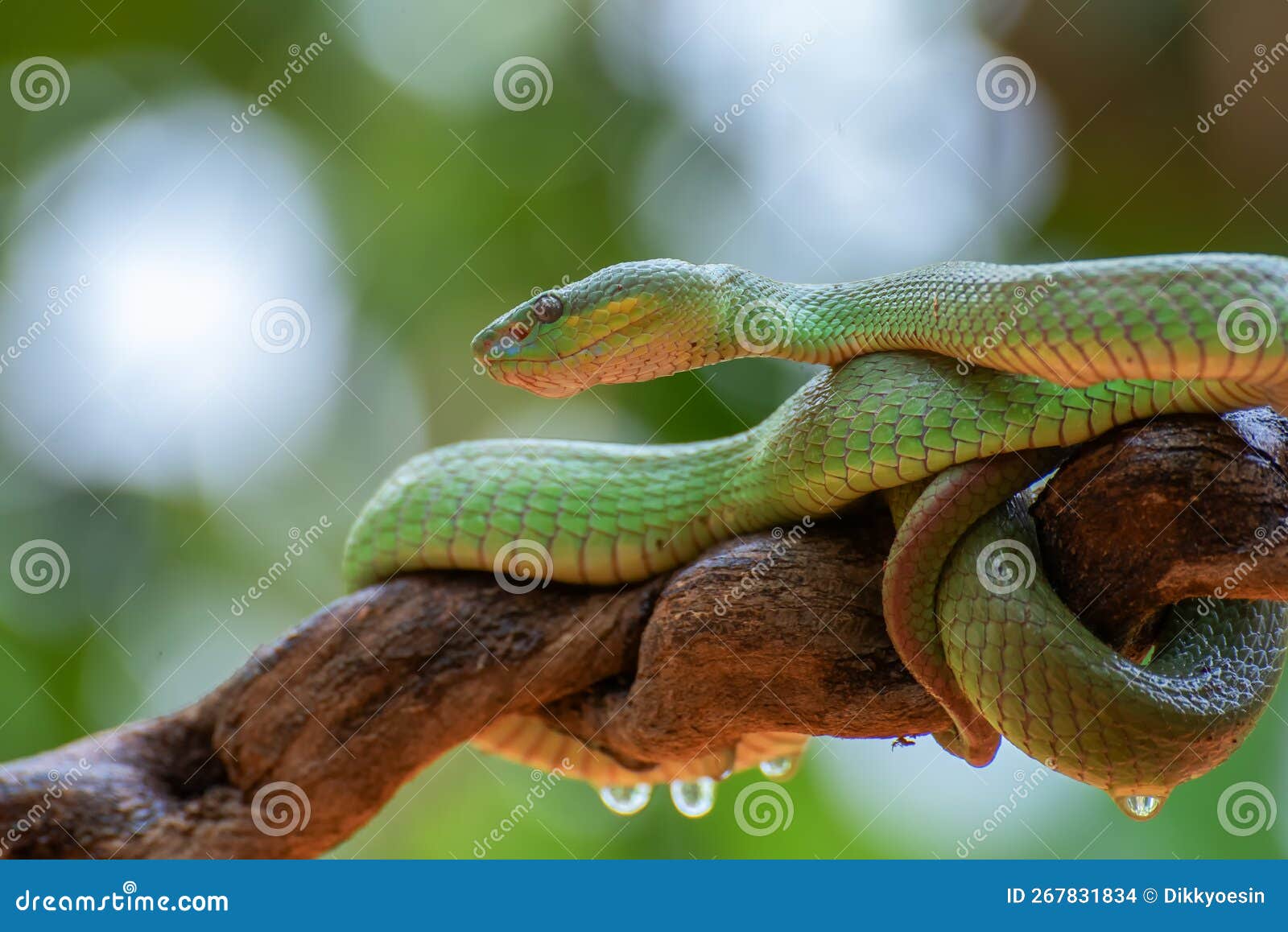 White-lipped Island Pit Viper on Tree Branch Stock Photo - Image of ...