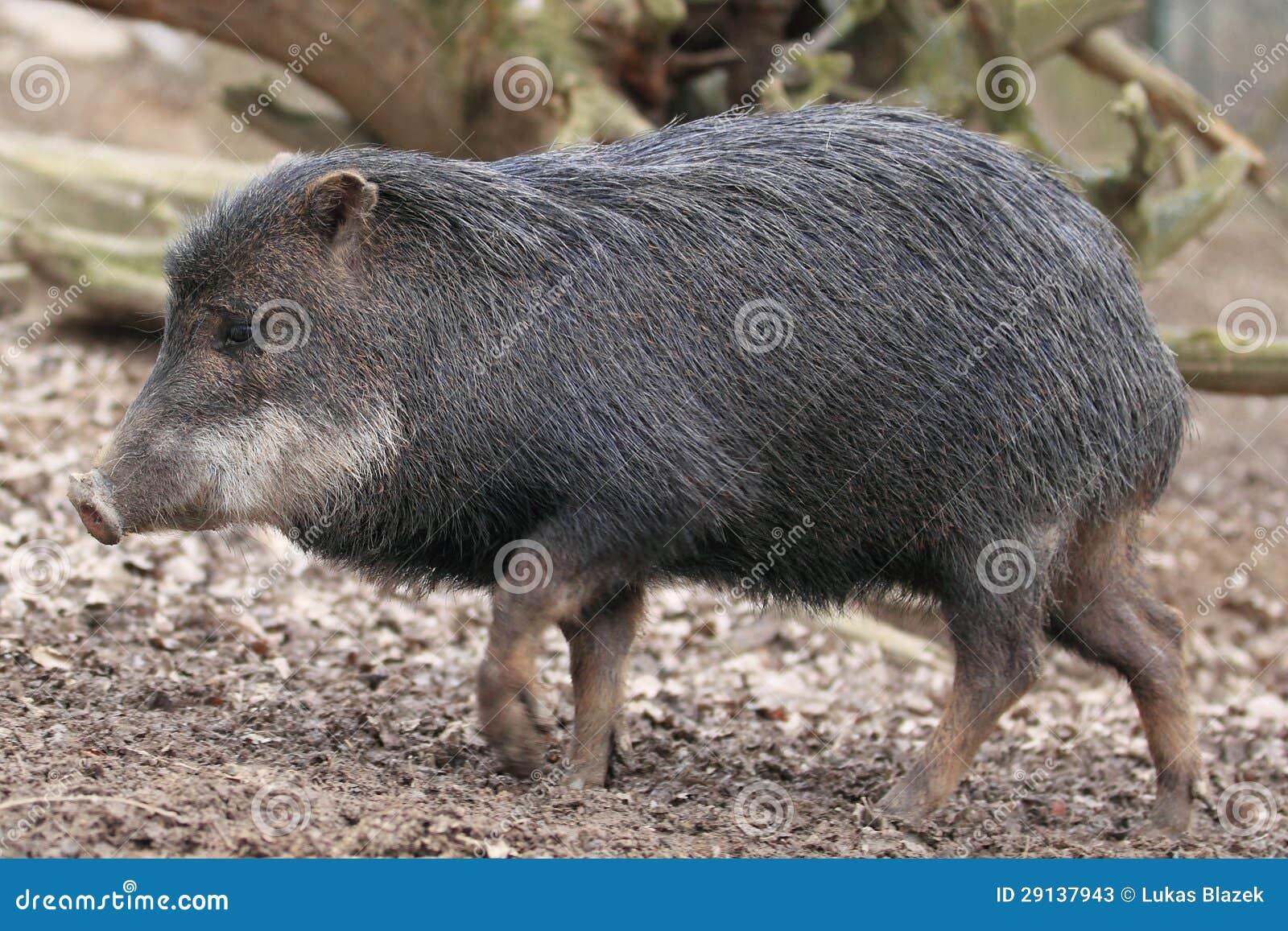 White-lipped peccary stock image. Image of adult, tayassu - 29137943
