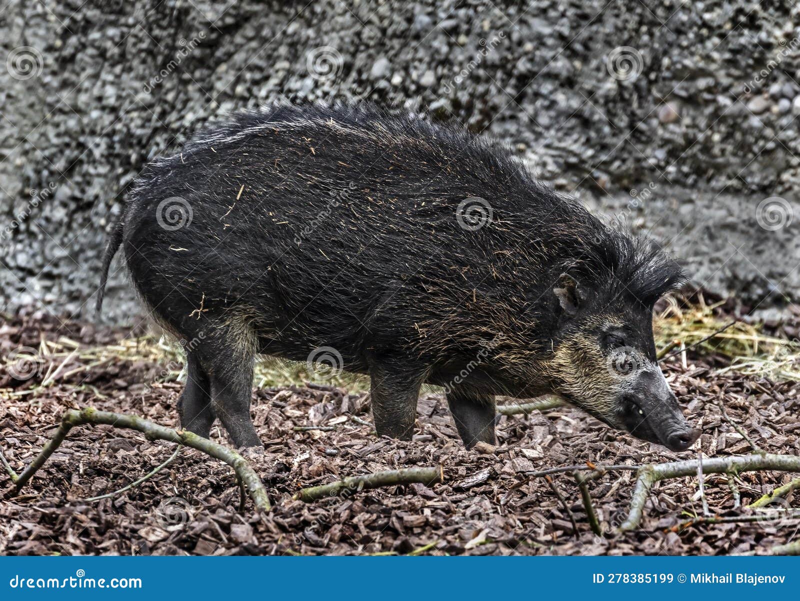White-lipped Peccary Digging in the Splitters 2 Stock Image - Image of ...