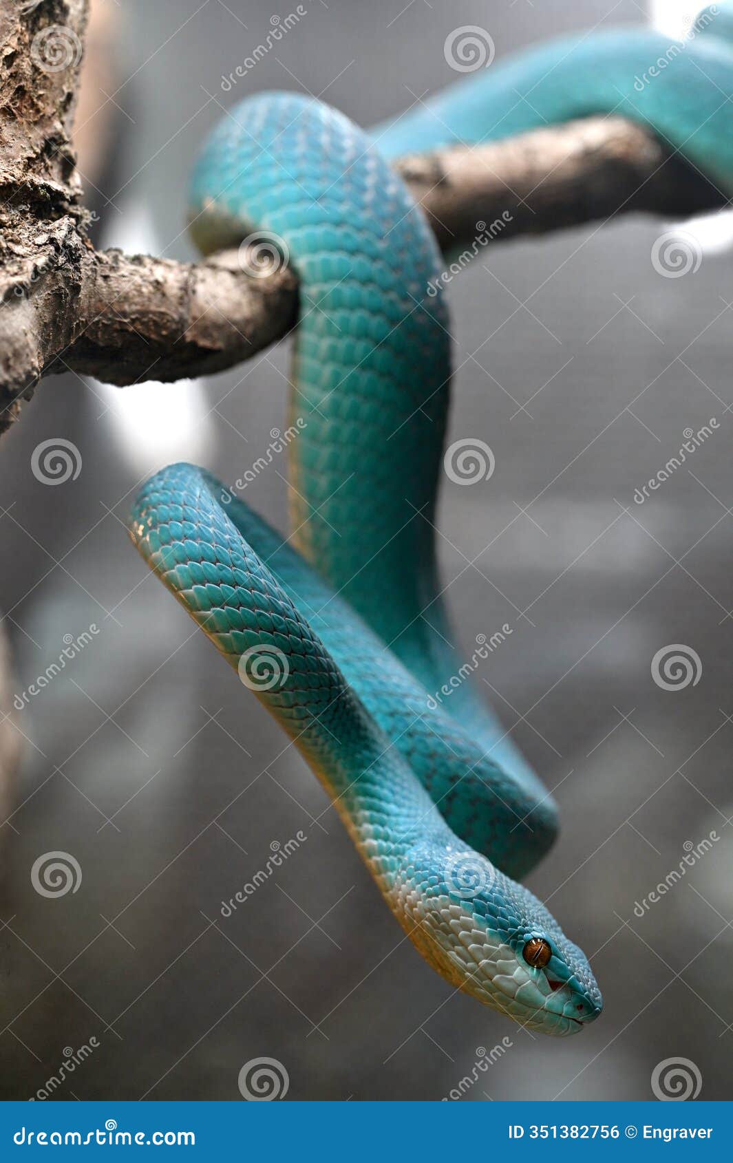 White Lipped Pit Viper, Blue Viper Snake Stock Photo - Image of venom ...
