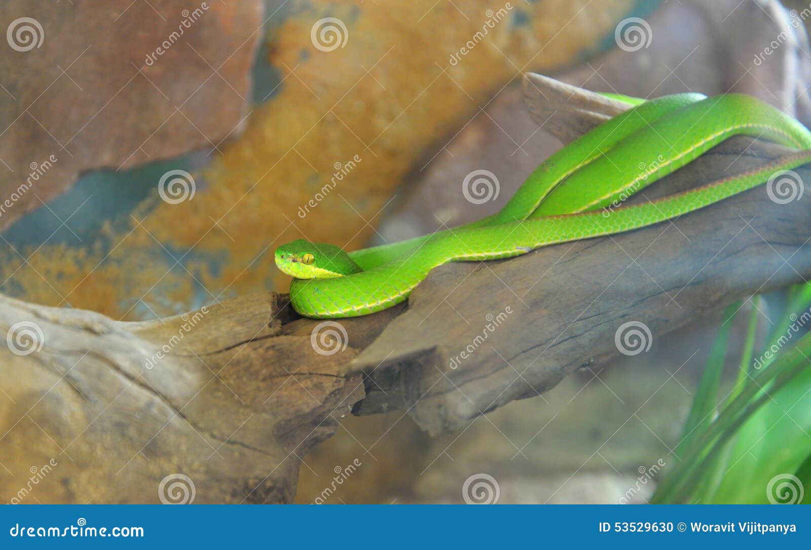 White lipped pit viper stock photo. Image of trimeresurus - 53529630
