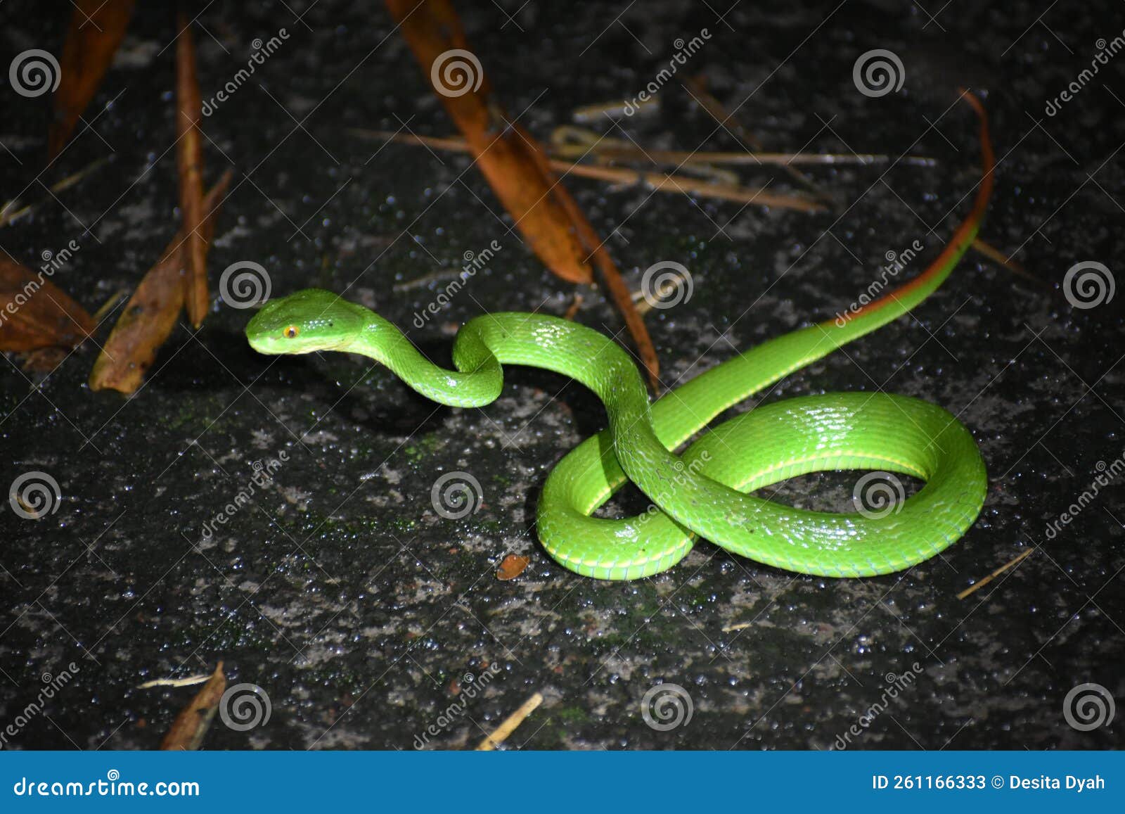 White lipped pit viper stock image. Image of animal - 261166333