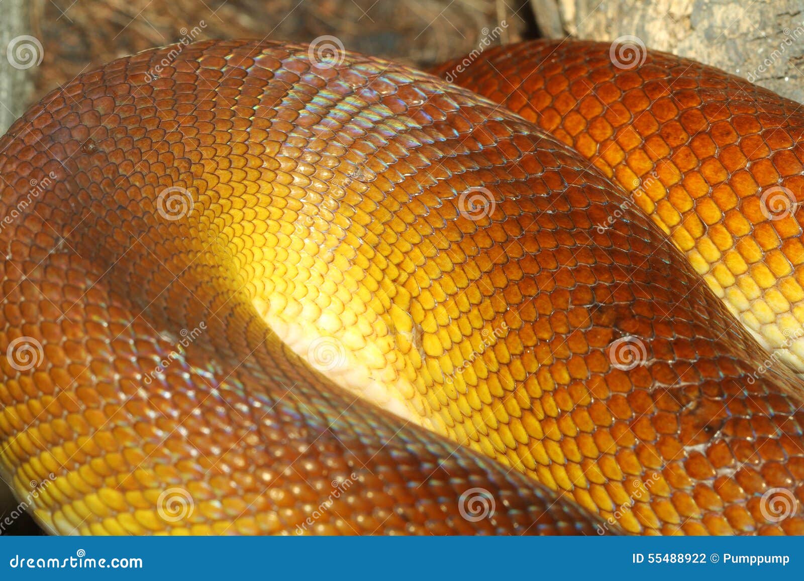 White-lipped Python (Leiopython Albertisii) Stock Photo - Image of ...