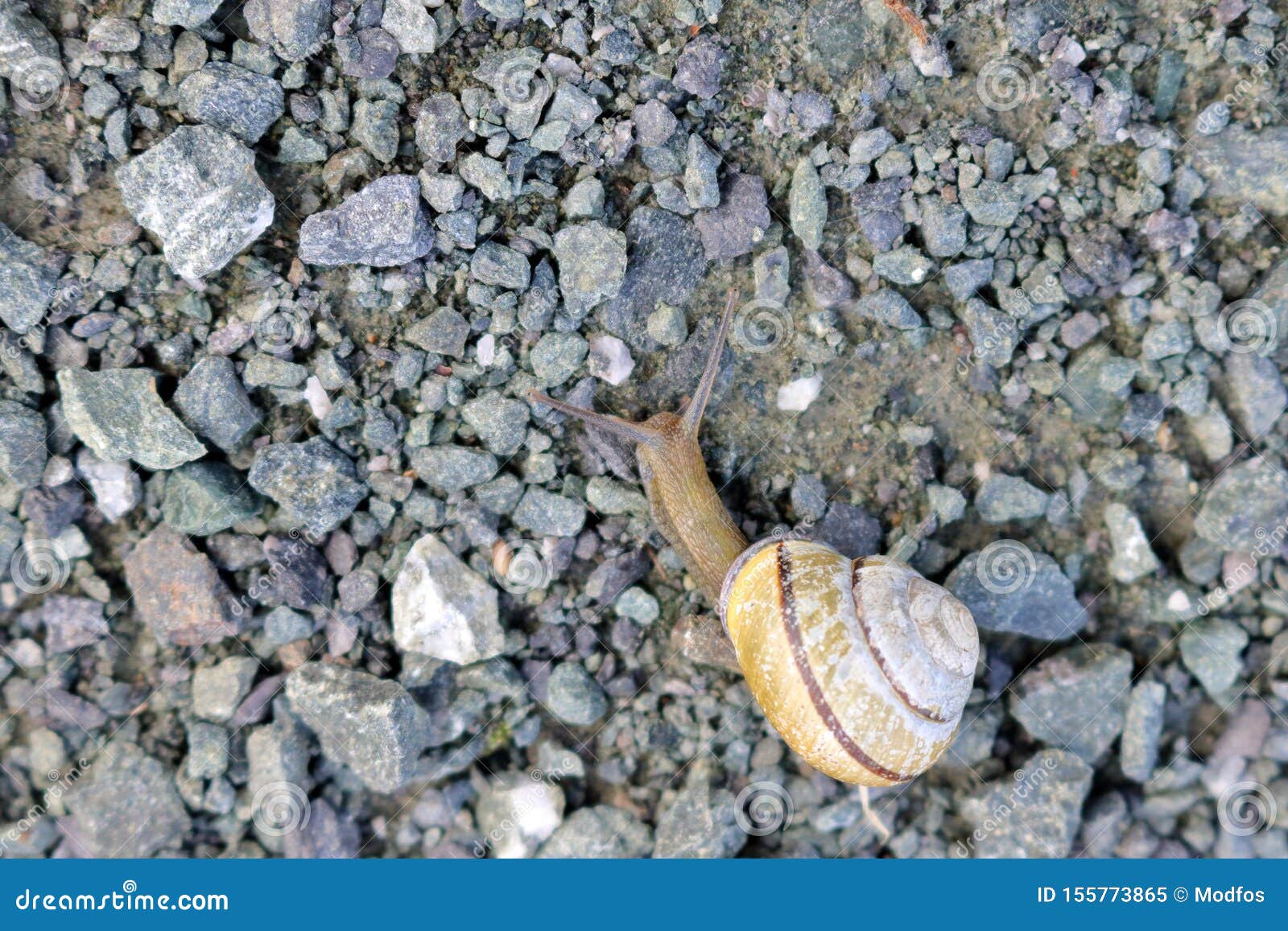 White-Lipped snail stock image. Image of close, moving - 155773865