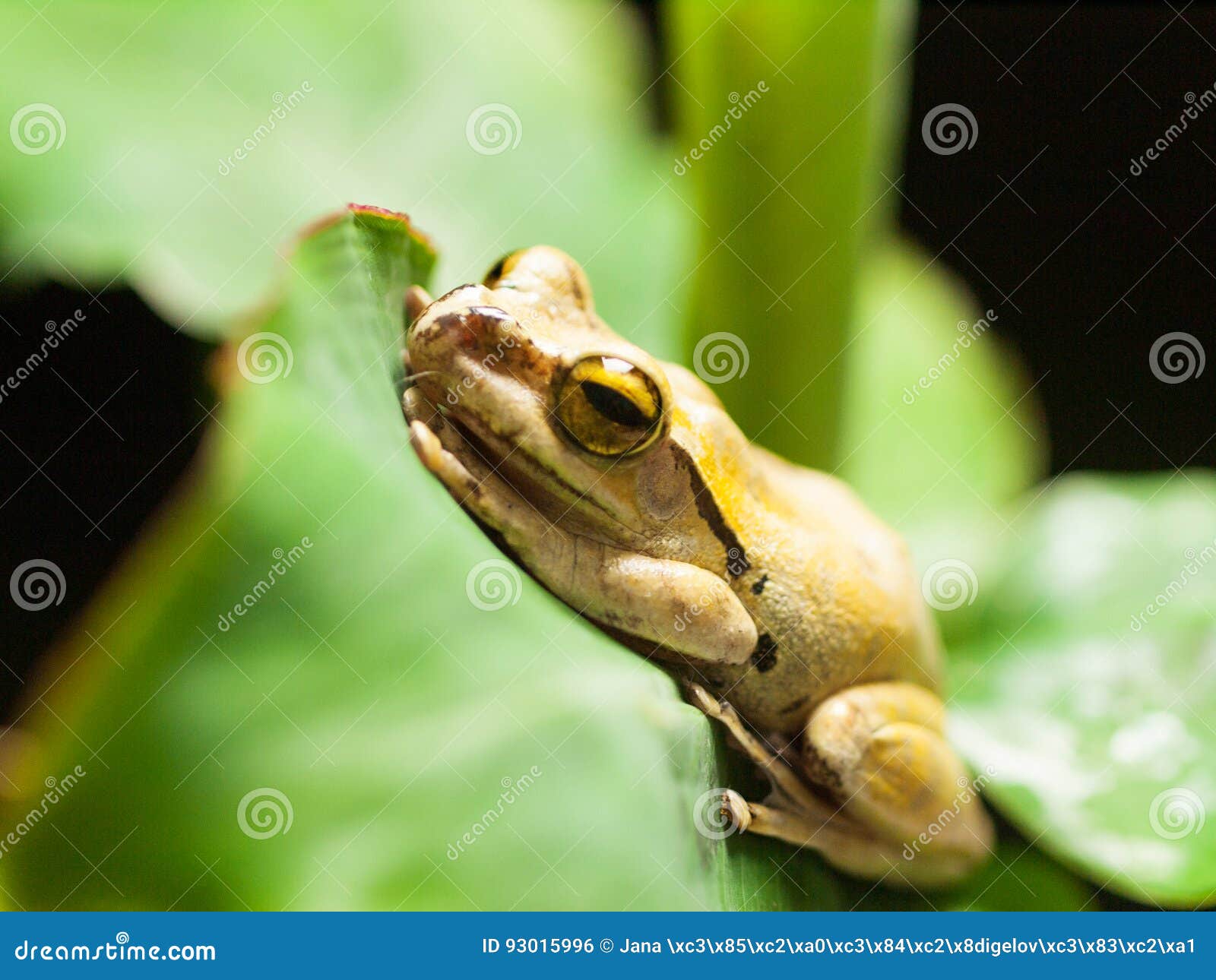 White Lipped Tree Frog on the Leaf - Hyla Leucomystax Stock Photo ...