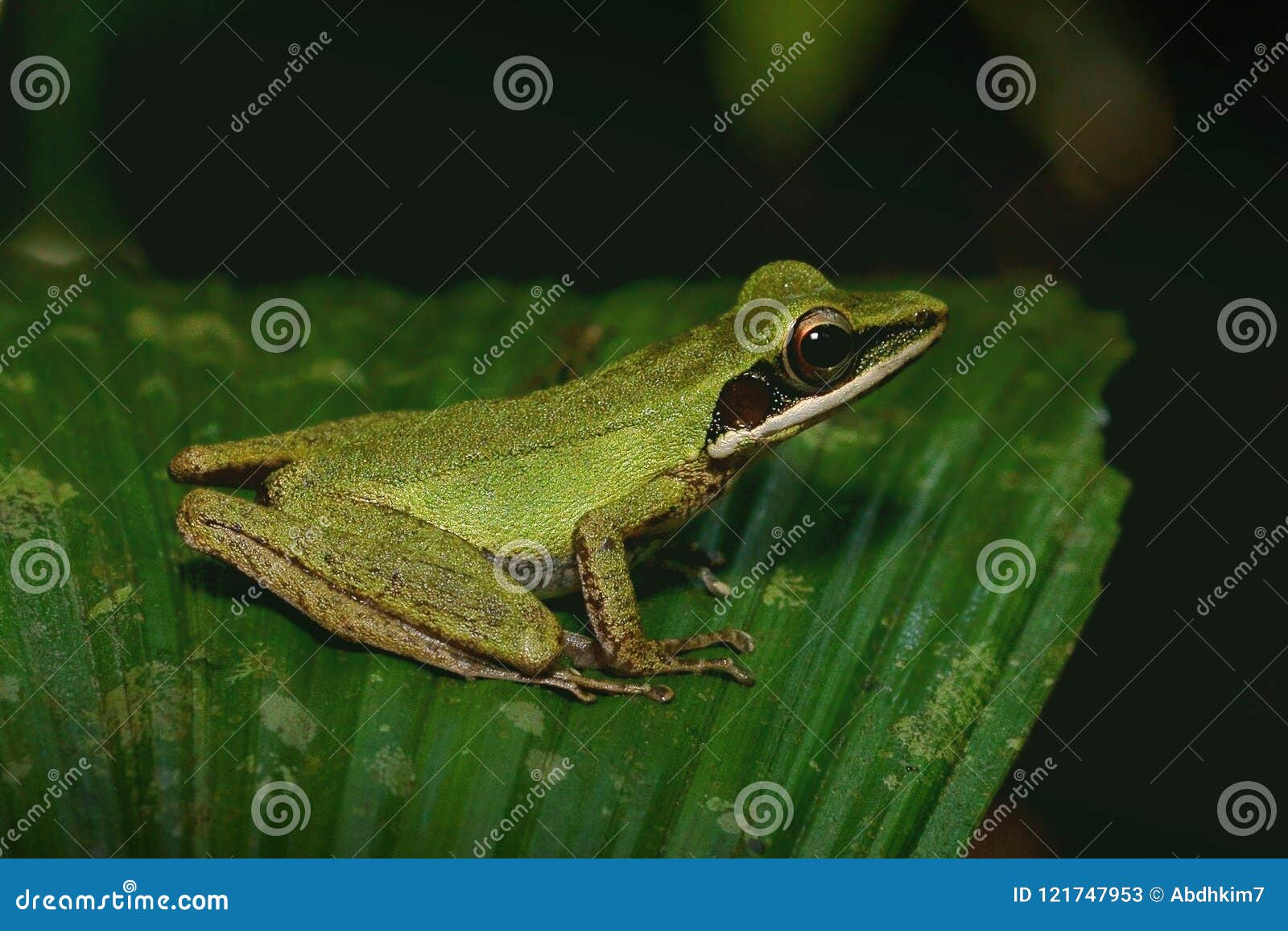 Tree frog on a leaf stock image. Image of green, tree - 121747953