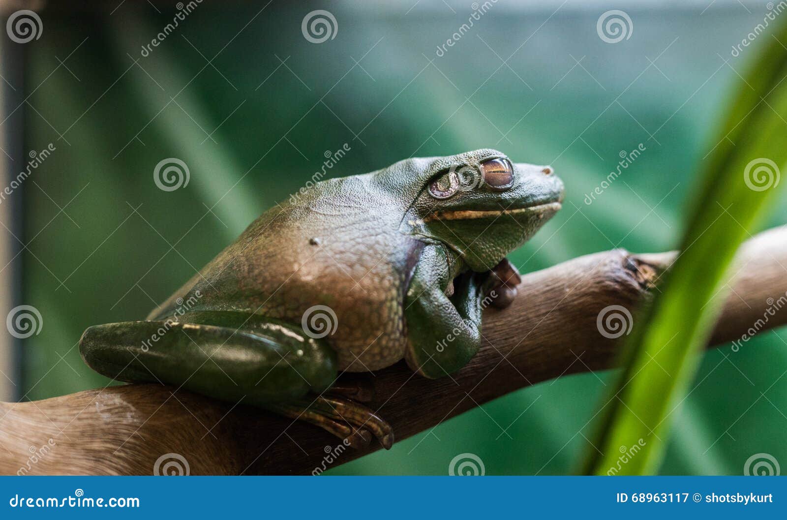 White Lipped Tree Frog stock image. Image of toad, frog - 68963117