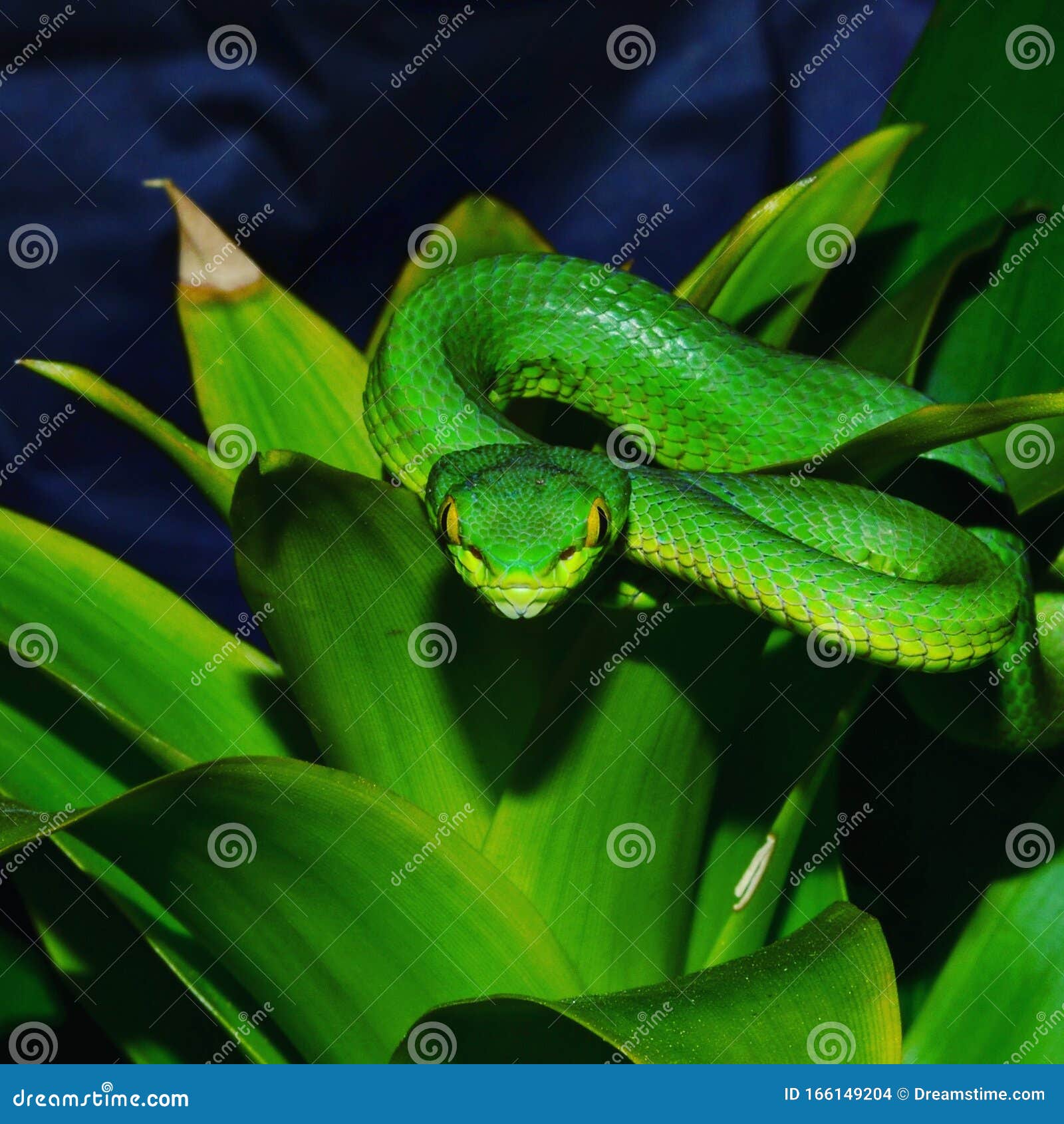 White-lipped Viper stock photo. Image of trimeresurus - 166149204