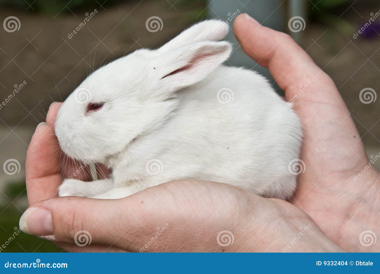 White Little Bunny in Hands Stock Photo - Image of furry, easter: 9332404