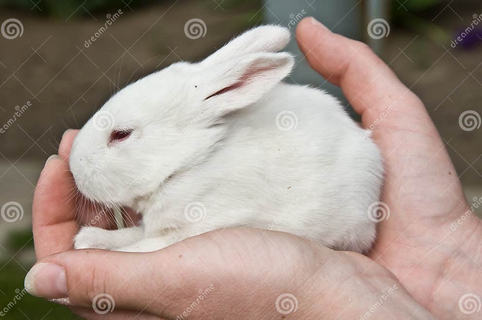 White Little Bunny in Hands Stock Photo - Image of furry, easter: 9332404