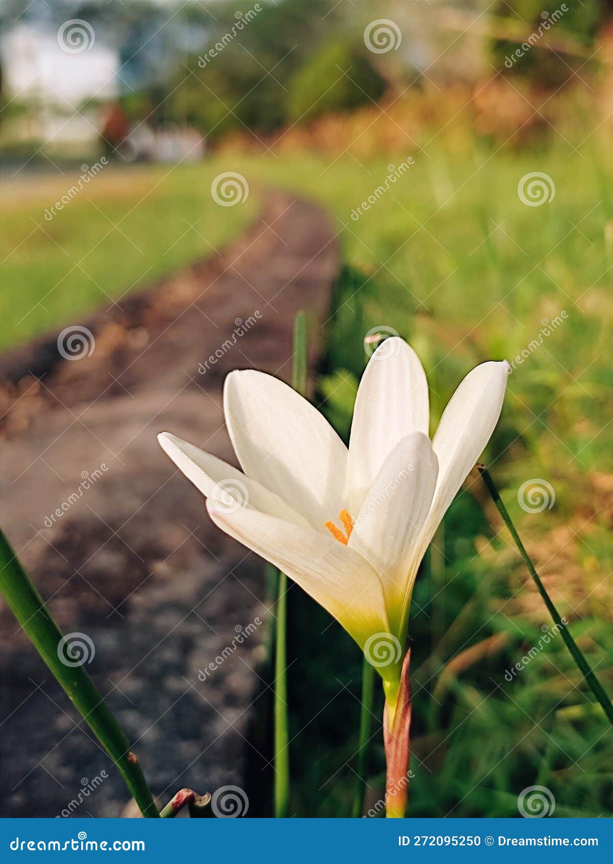 White little flower stock photo. Image of meadow, lawn - 272095250