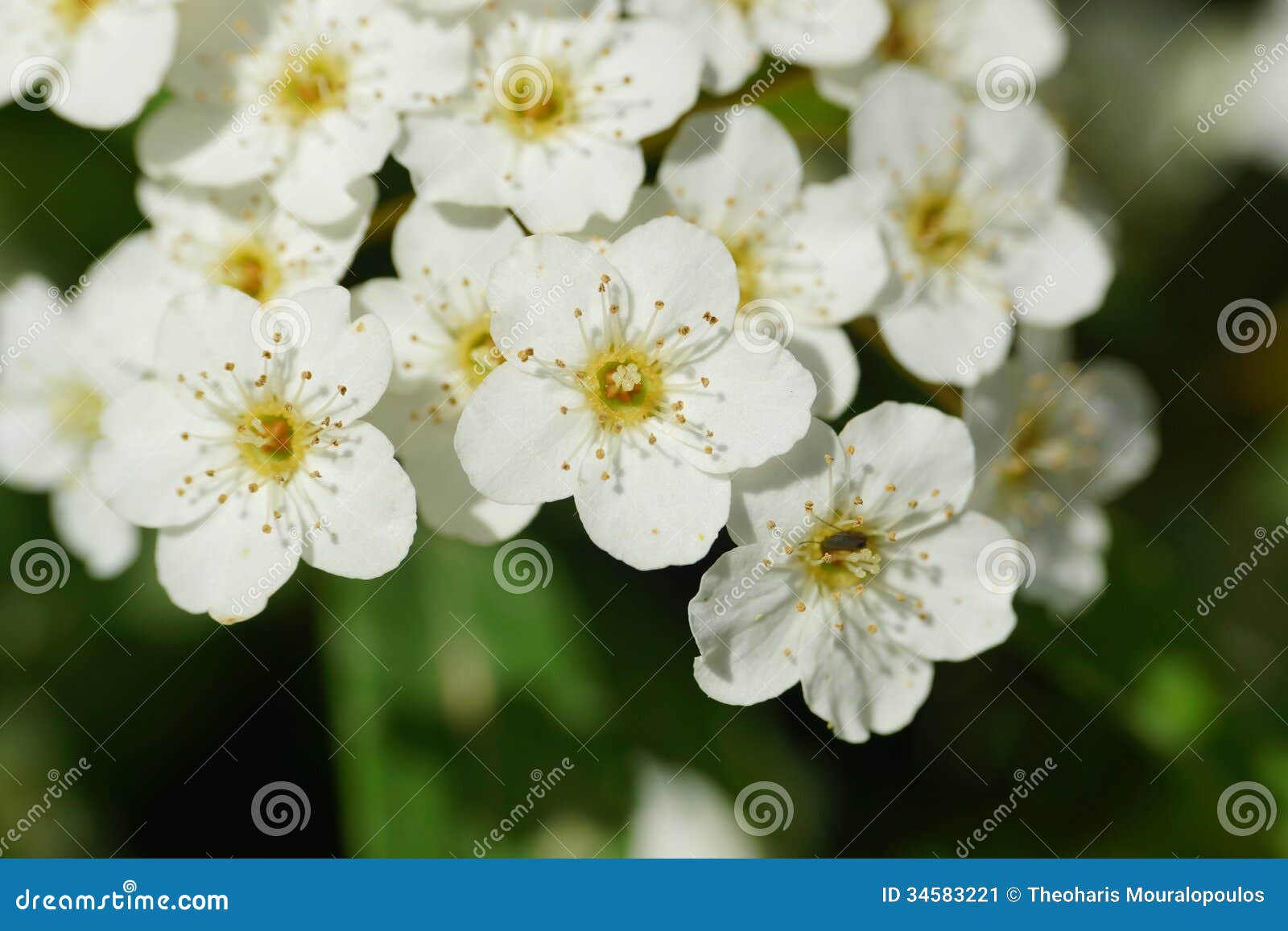 White Little Flowers Close Up Stock Image - Image of garden, buquet ...