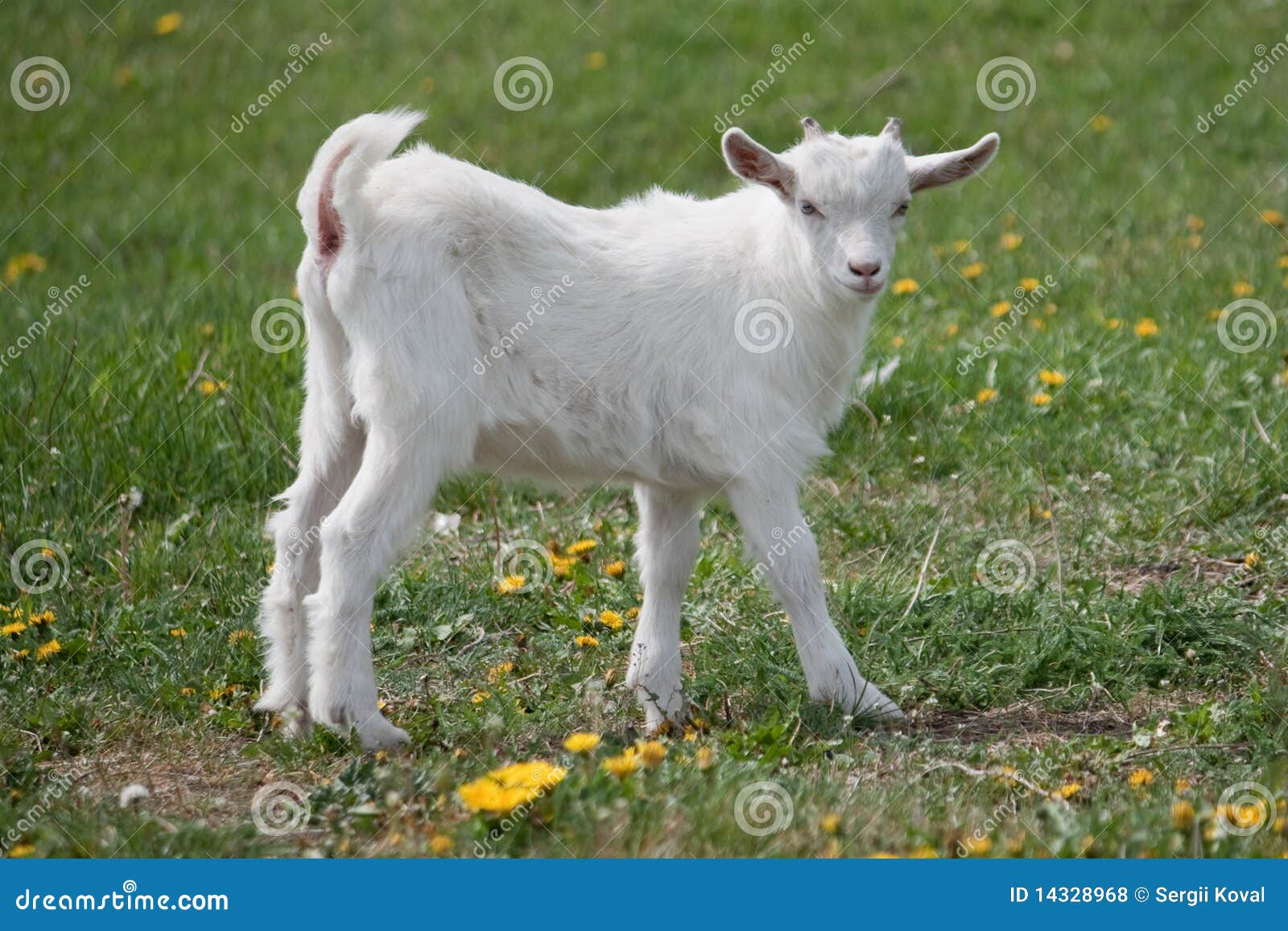 White little goat stock photo. Image of milk, livestock - 14328968