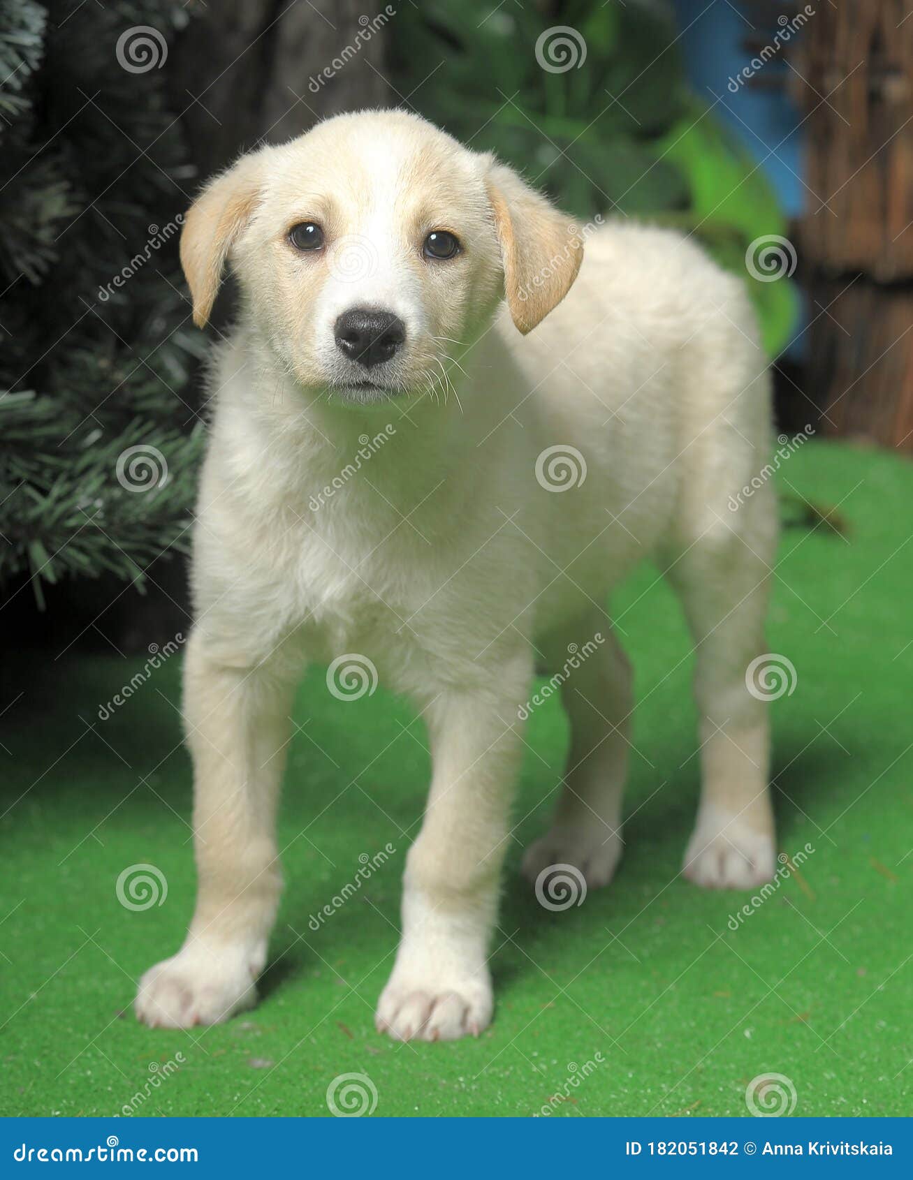 White Little Labrabor Puppy Stock Photo - Image of doggy, fauna: 182051842