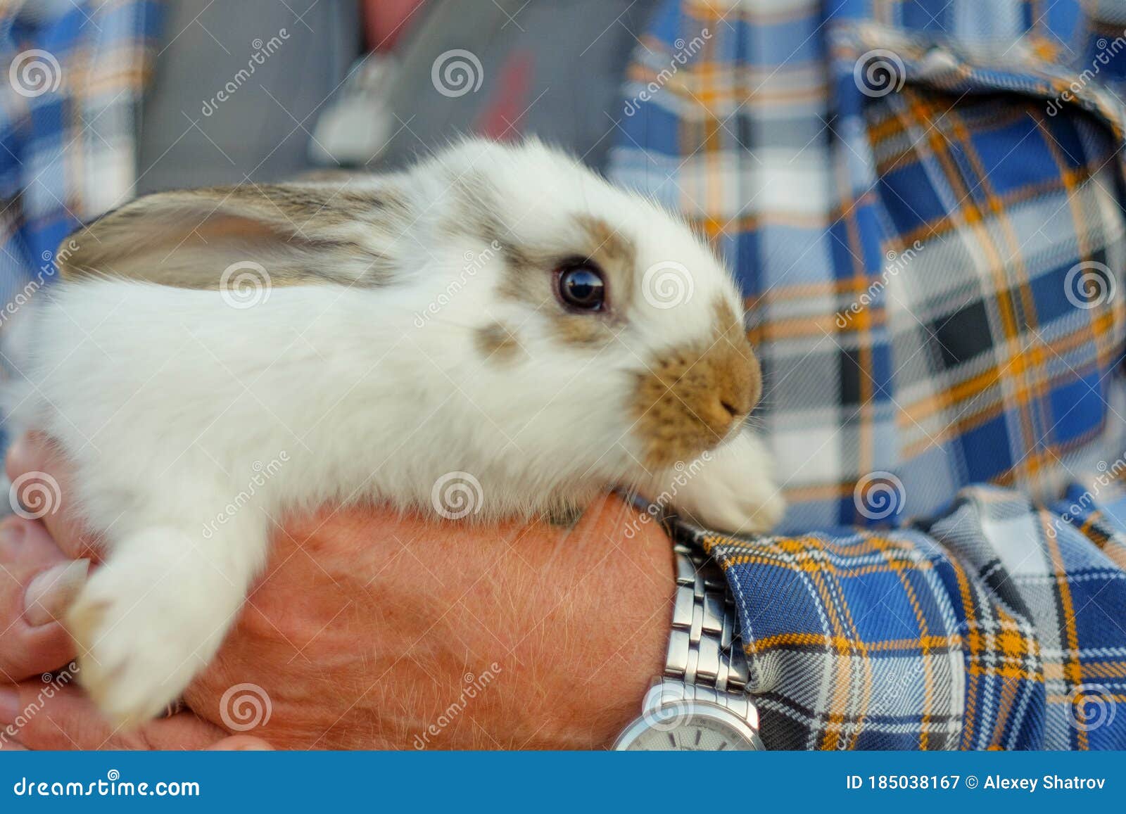 White Little Rabbit in Men`s Hands Stock Image - Image of bunny, young ...