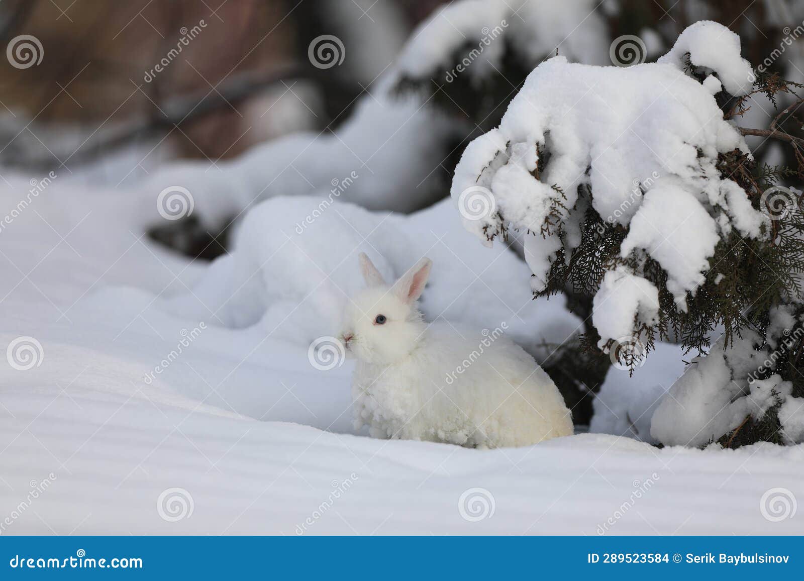White Little Rabbit in the Forest in Winter Stock Photo - Image of ...