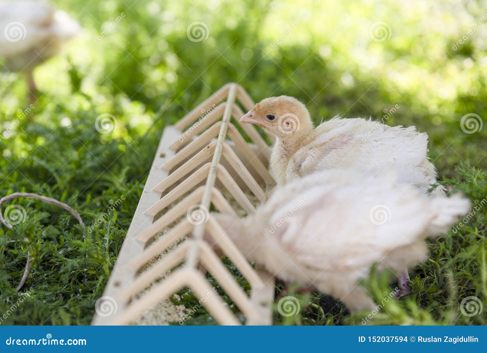 White Little Turkeys on Summer Day on Grass Stock Photo - Image of ...