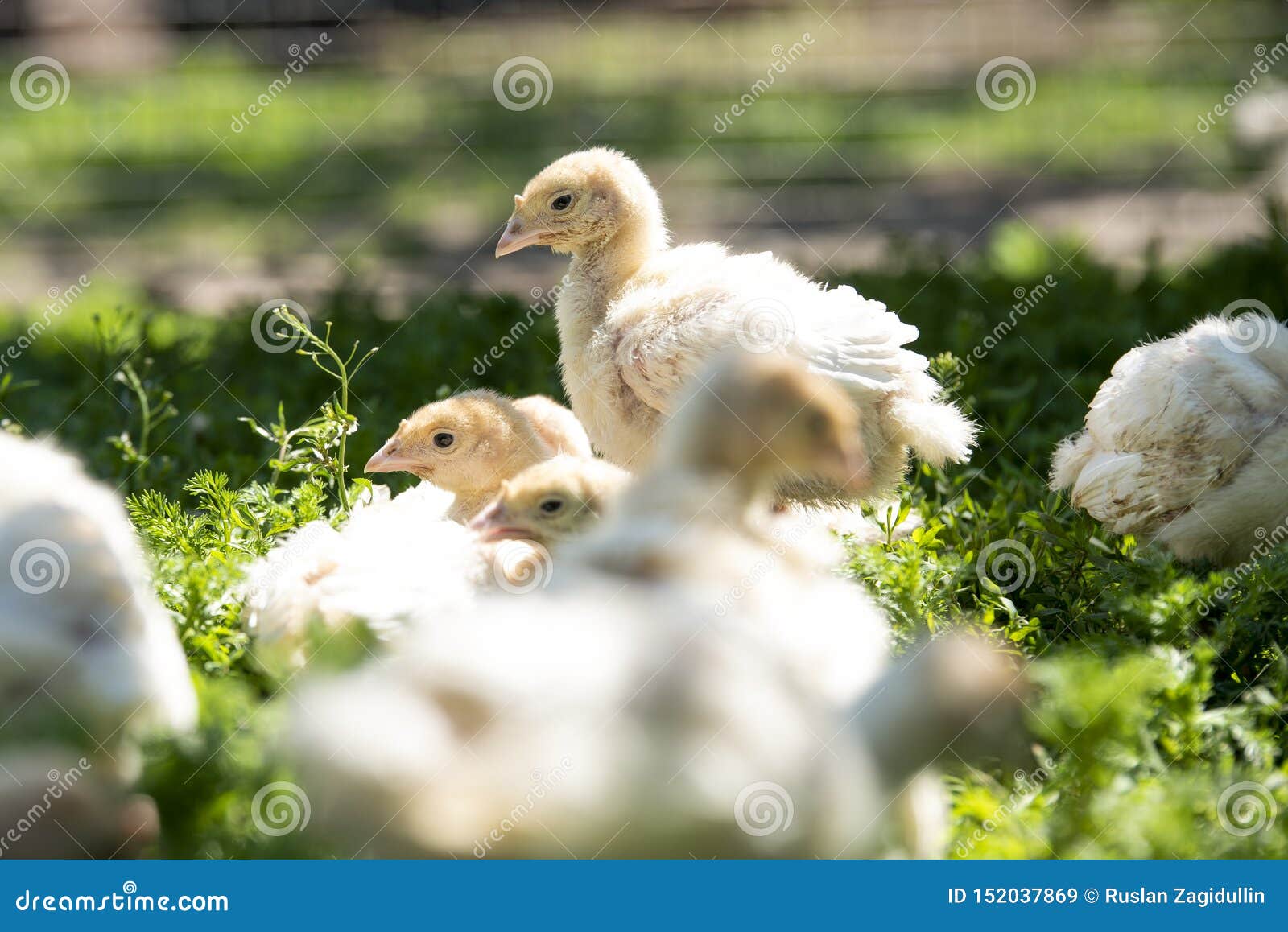 White Little Turkeys on Summer Day on Grass Stock Image - Image of ...