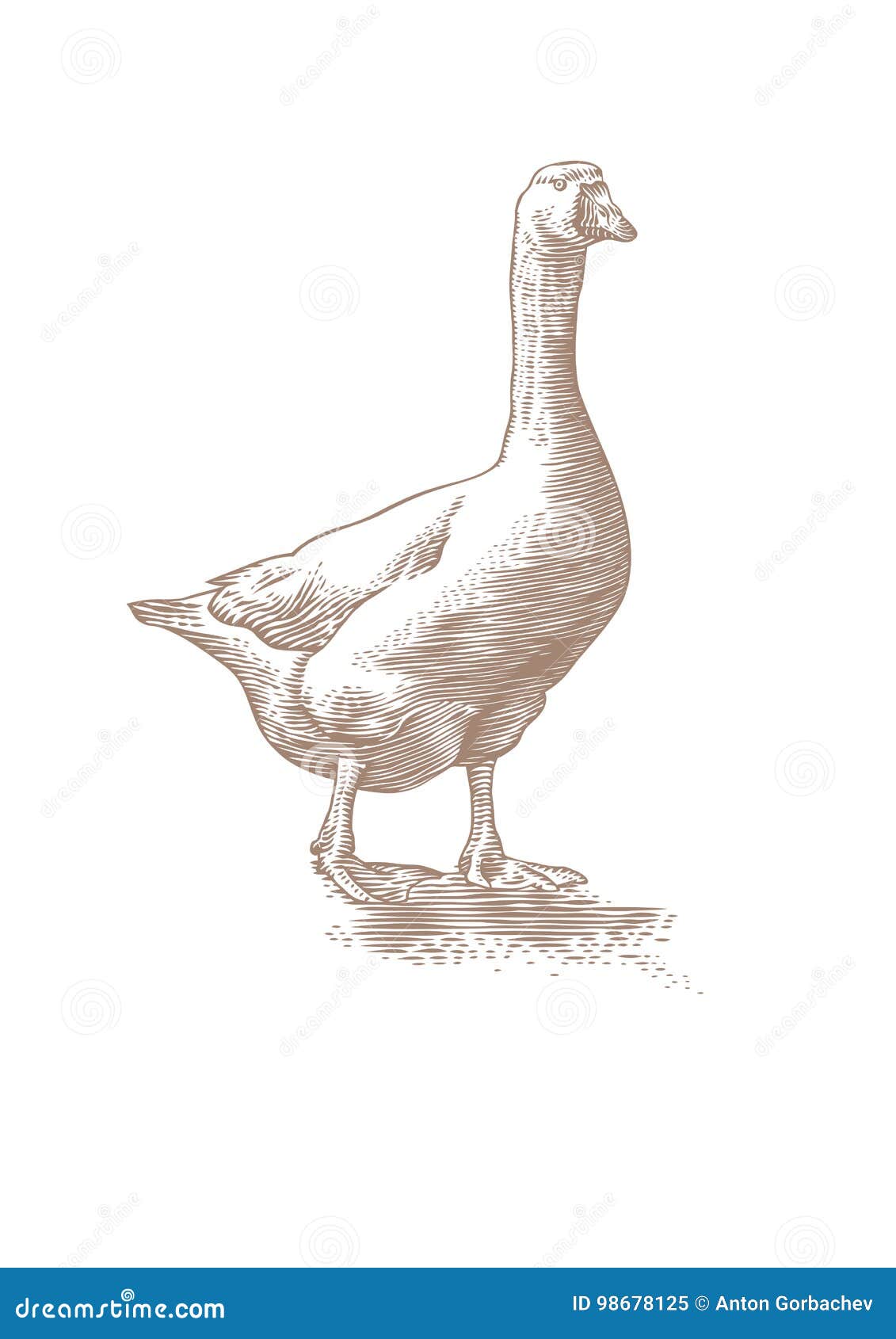 White live goose stock vector. Illustration of live, animal - 98678125