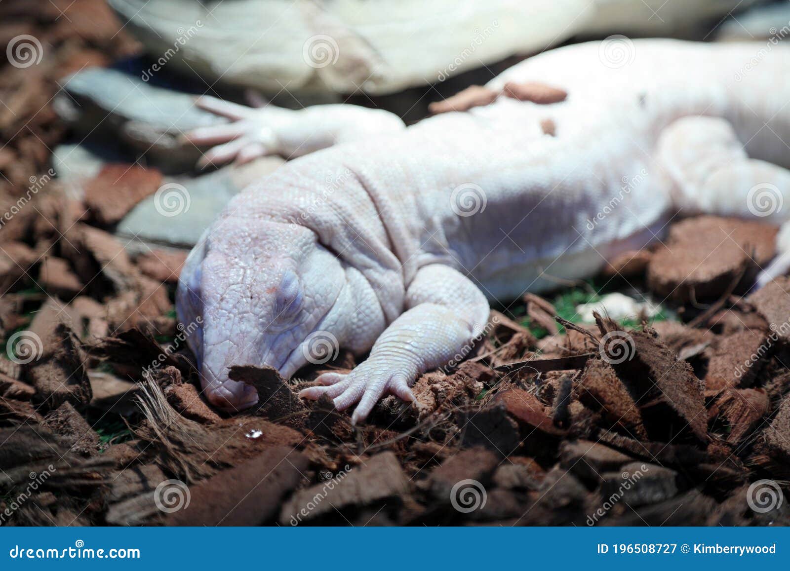 White Lizard stock image. Image of mutant, dragon, frontal - 196508727