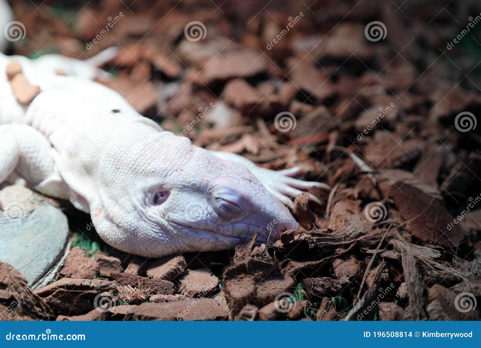 White Lizard stock photo. Image of albinism, exotic - 196508814