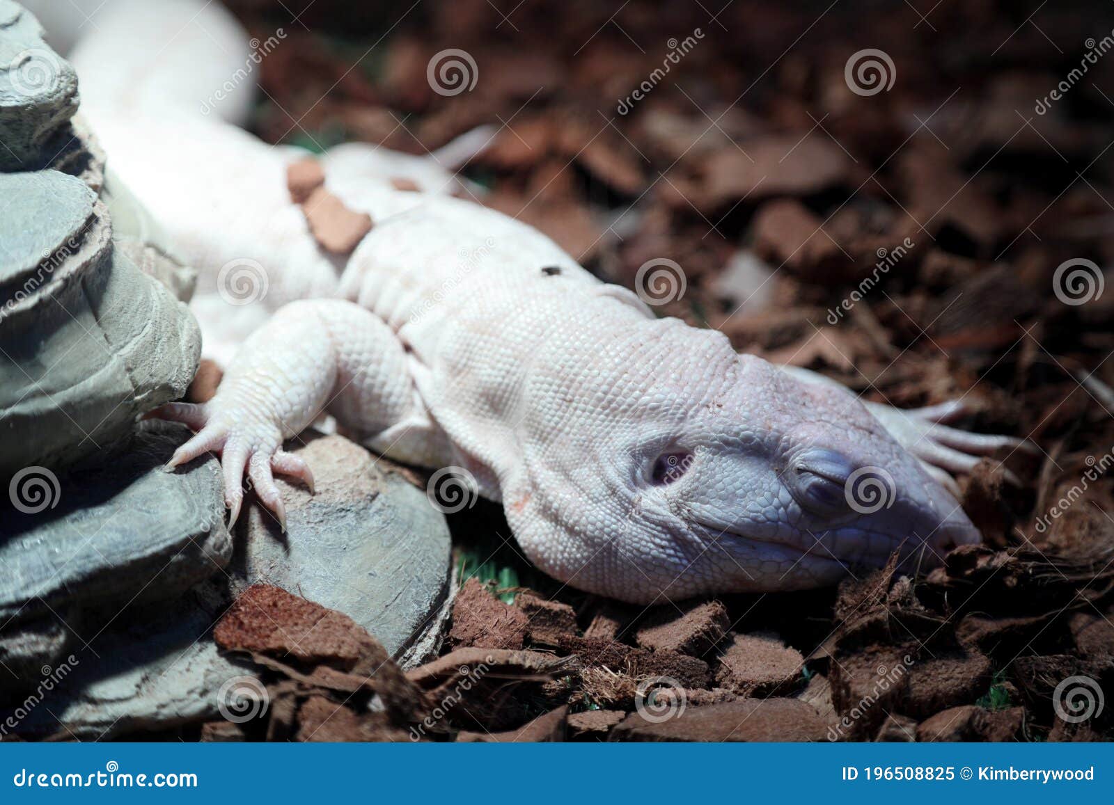 White Lizard stock image. Image of fauna, frontal, albino - 196508825