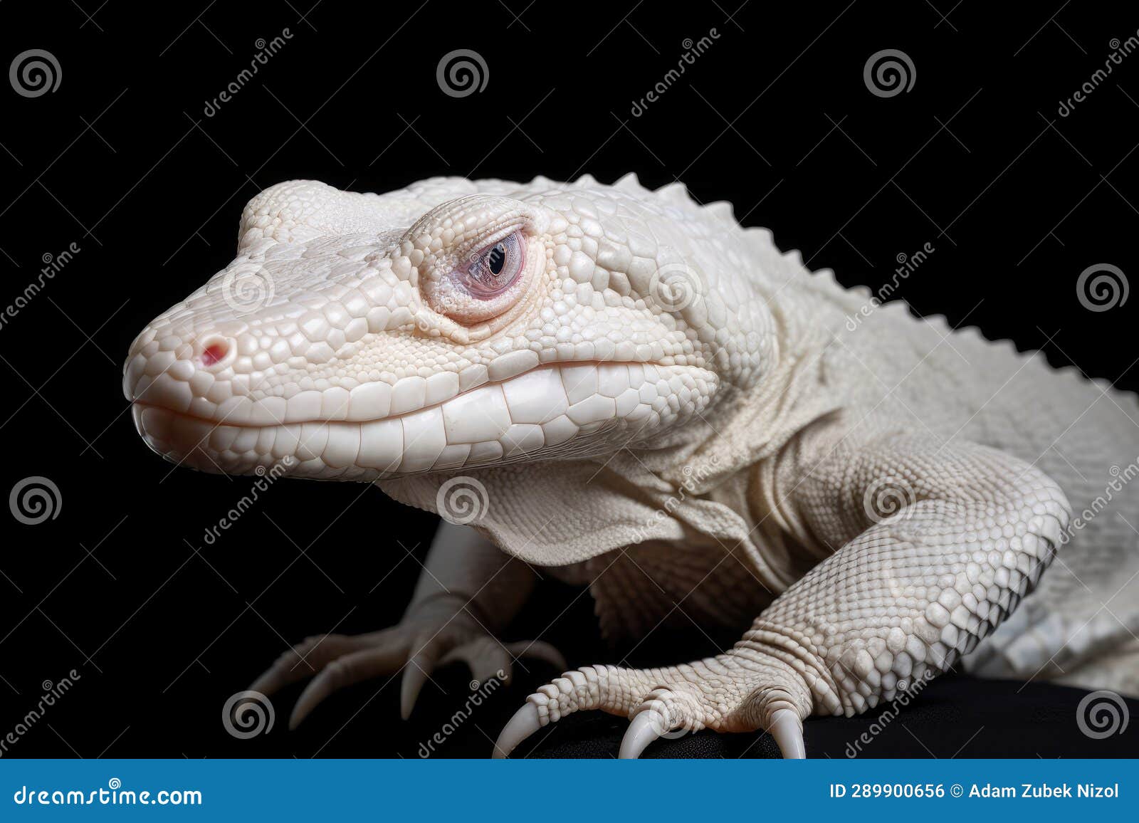 A White Lizard with Sharp Claws Stock Illustration - Illustration of ...