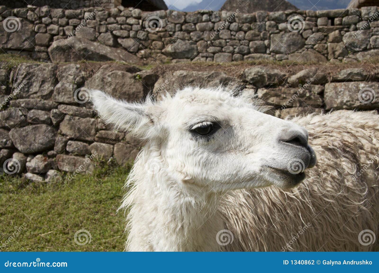 White llama stock photo. Image of city, alpaca, cultivation - 1340862