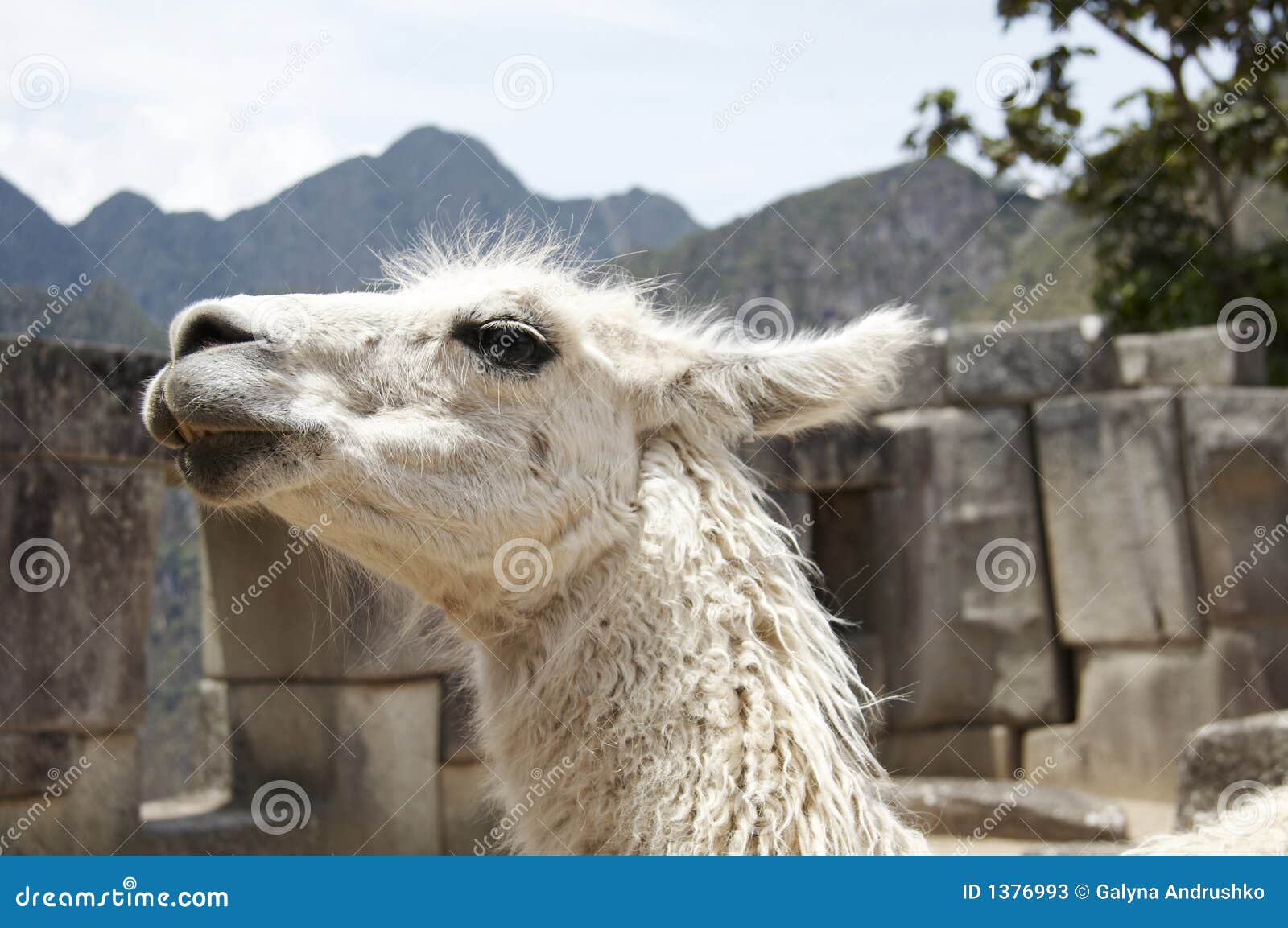 White llama stock image. Image of holiday, machu, adventure - 1376993