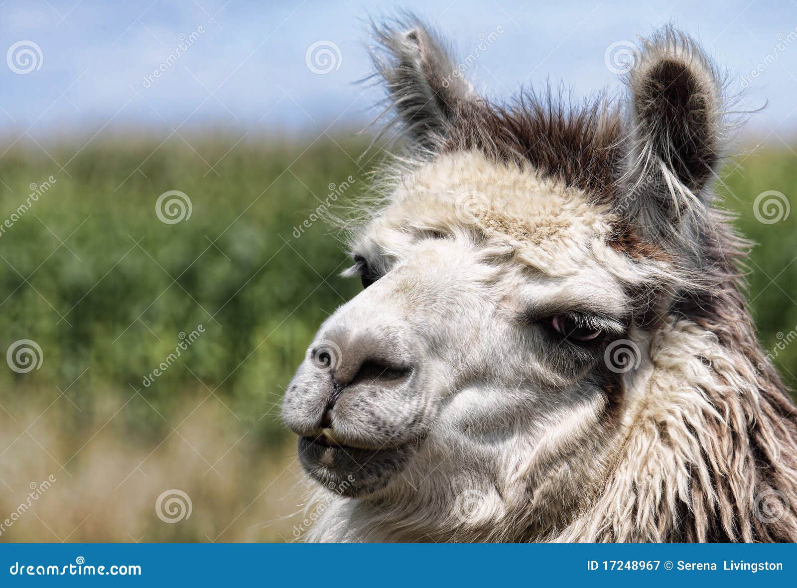 White Llama stock image. Image of outdoors, farm, wool - 17248967