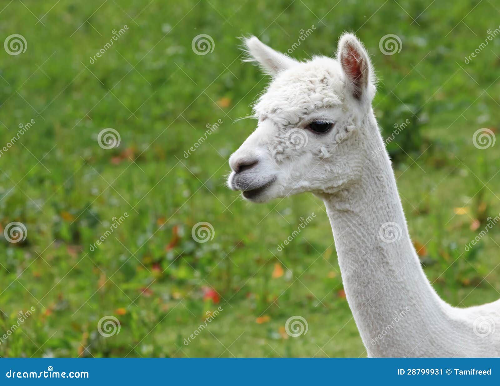 White Llama stock image. Image of andes, white, long - 28799931