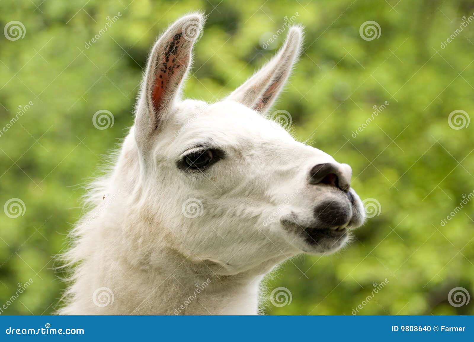 White llama stock photo. Image of white, quadruped, animal - 9808640