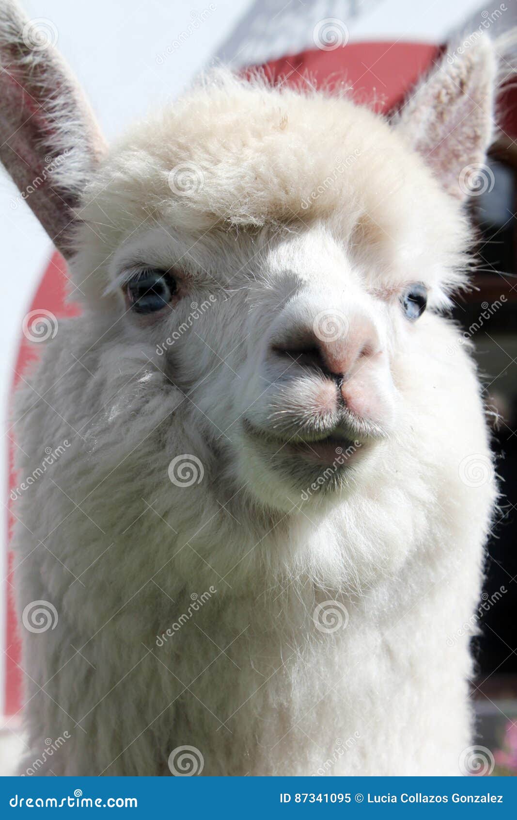 White Llama Close-up. Alpaca with Blue Eyes Stock Image - Image of ...