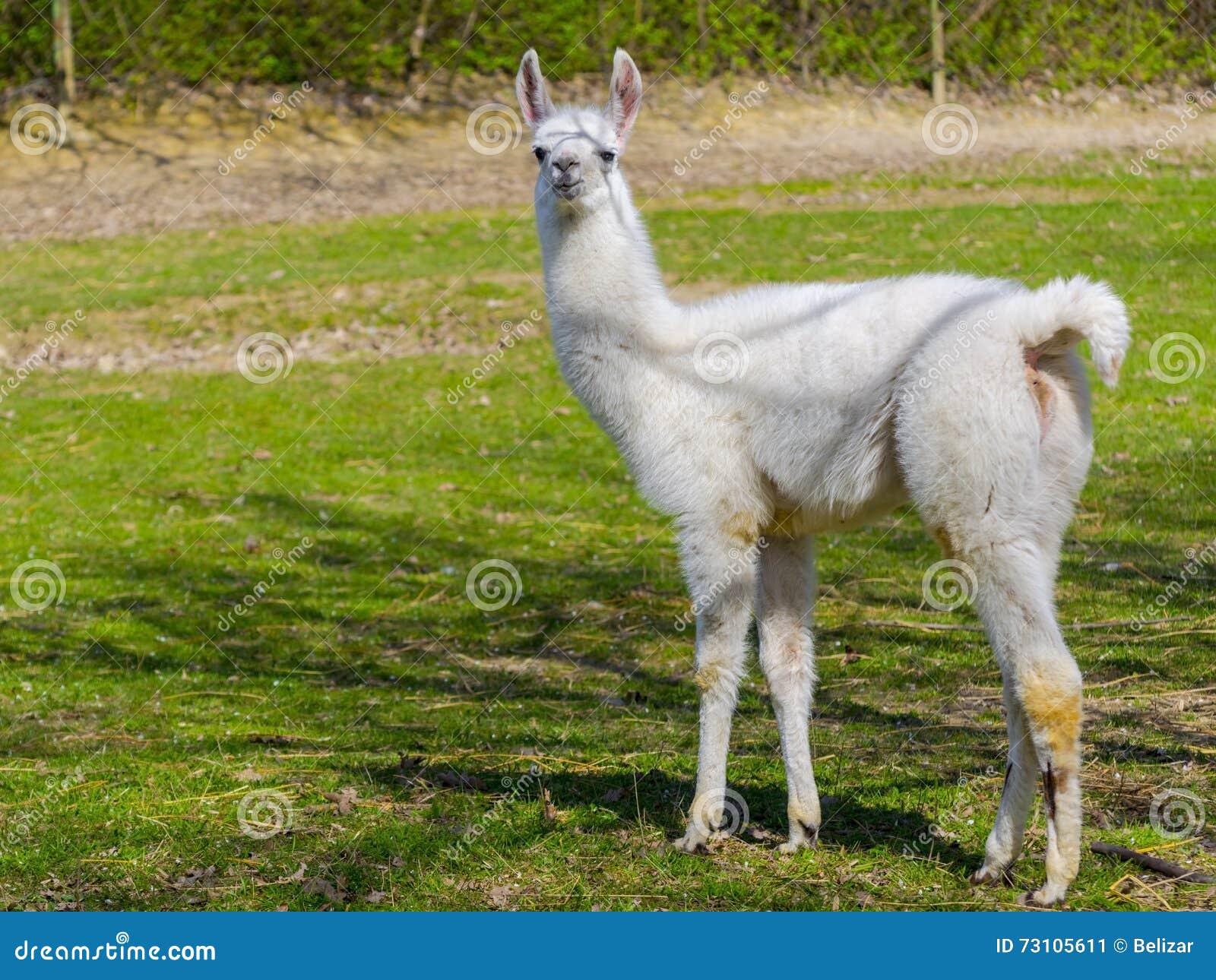 White llama cria stock image. Image of pasture, grassland - 73105611
