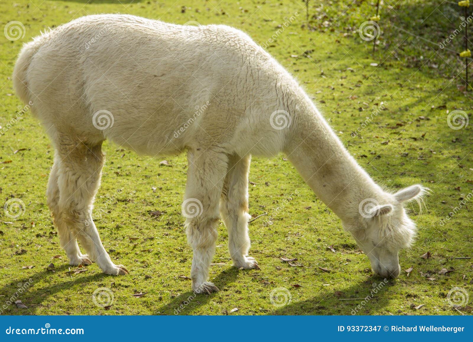 White llama eating grass stock image. Image of neck, countryside - 93372347