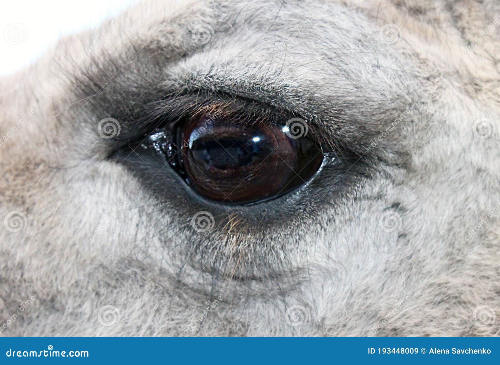 White llama eye close-up stock image. Image of black - 193448009