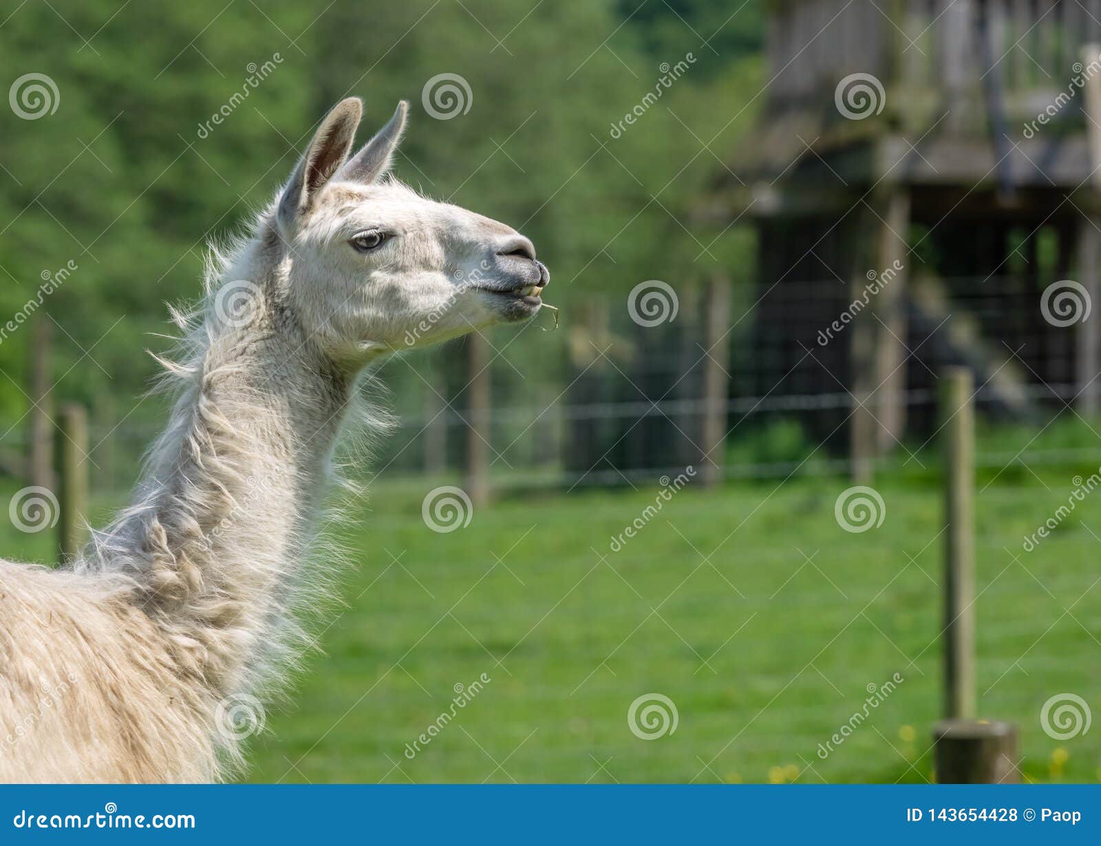 White llama on the farm stock photo. Image of buttercup - 143654428