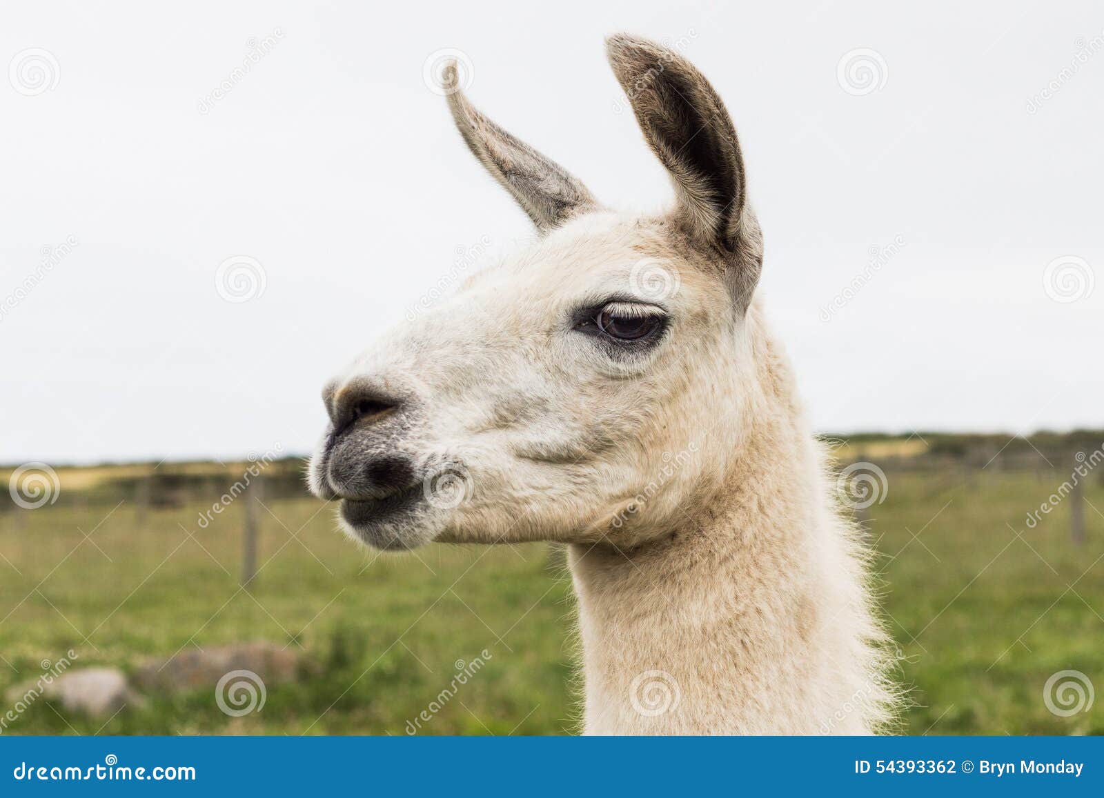 White Llama stock photo. Image of fluffy, pasture, alpaca - 54393362