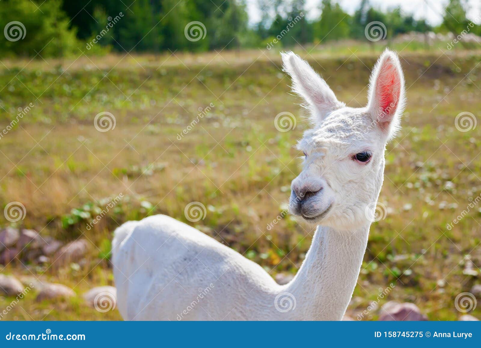 White llama stock image. Image of wilderness, funny - 158745275
