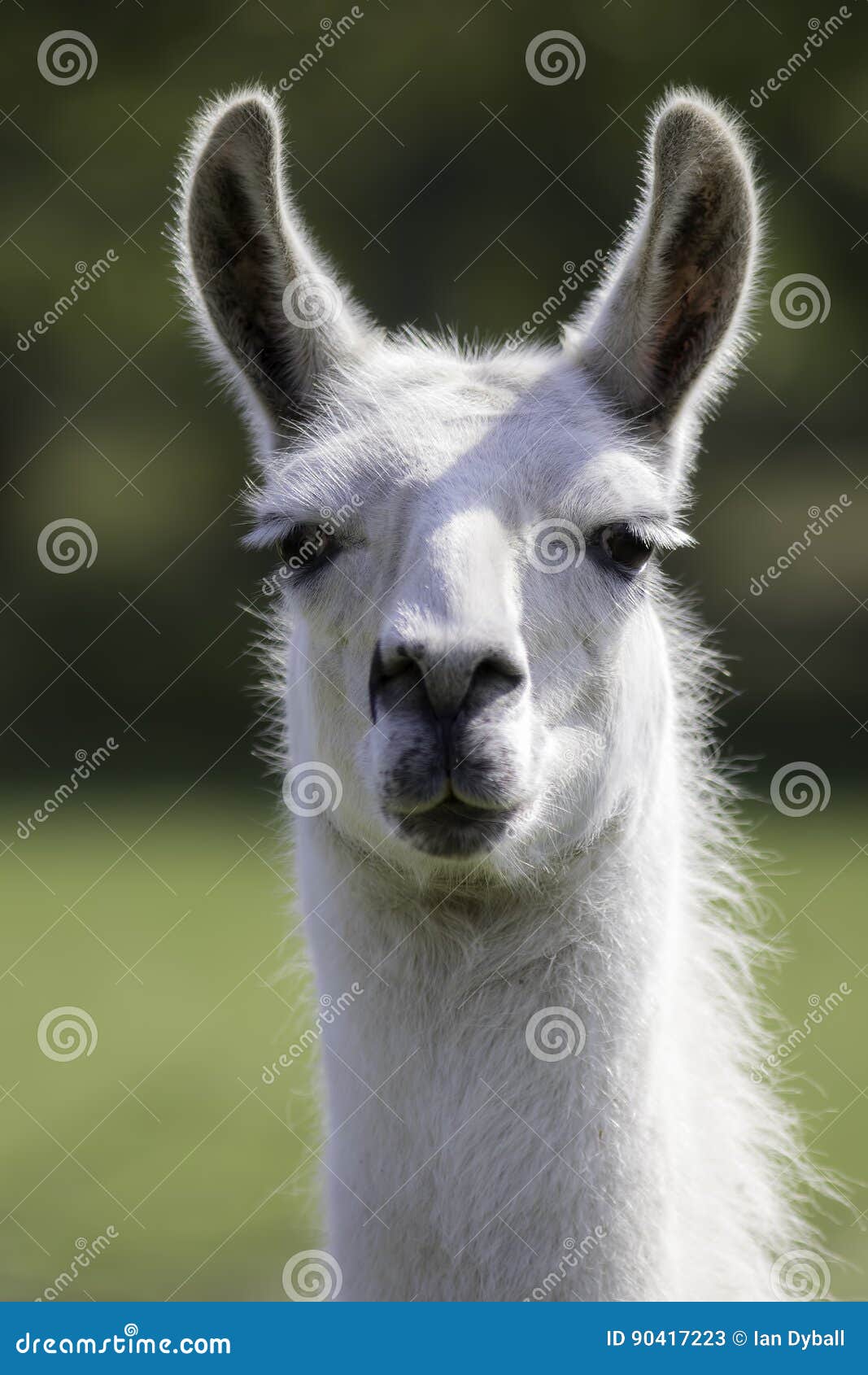 White Llama Portrait. Focus on Eyes. Stock Image - Image of looking ...